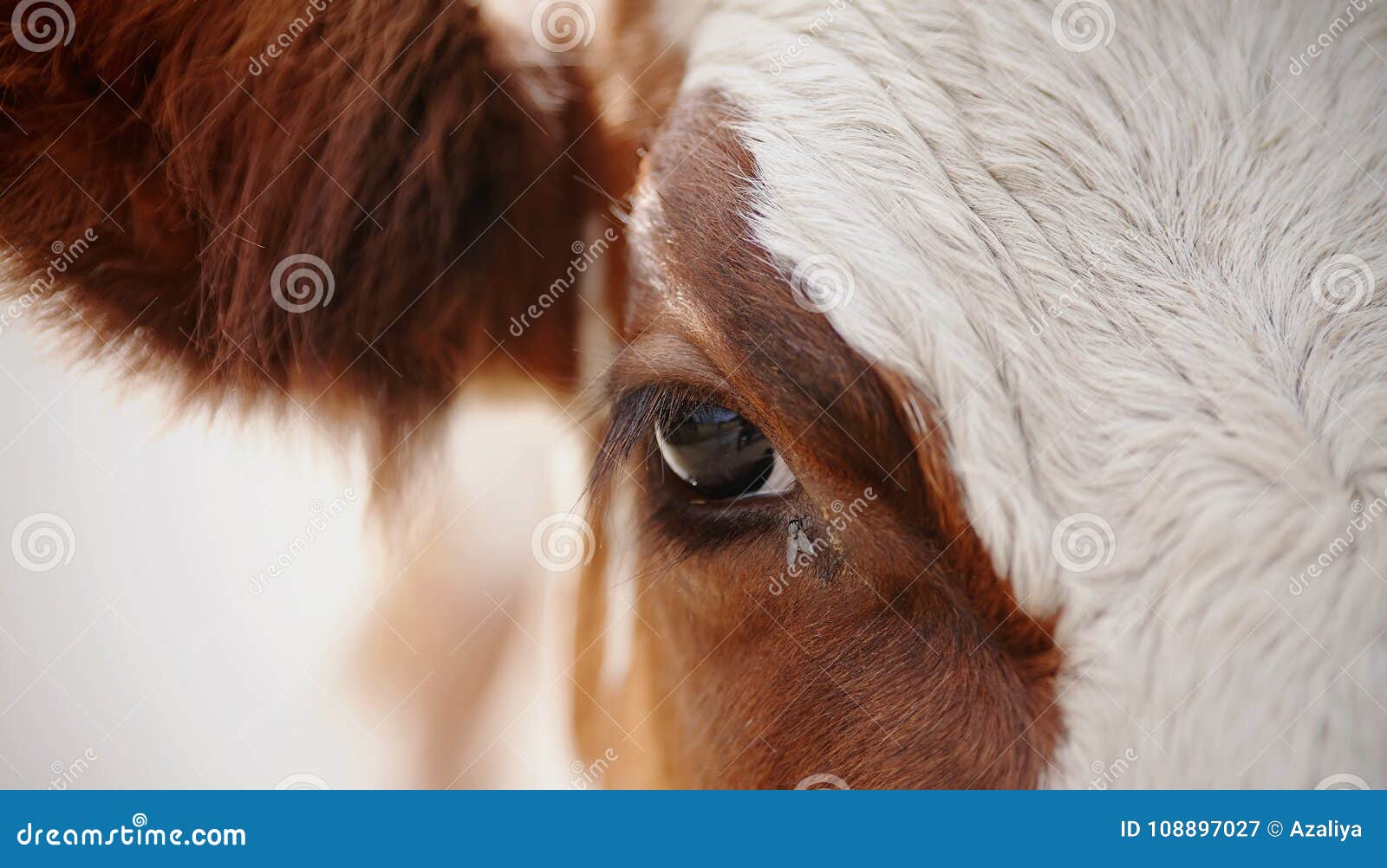 Eyes red cow and the fly. stock image. Image of fauna - 108897027