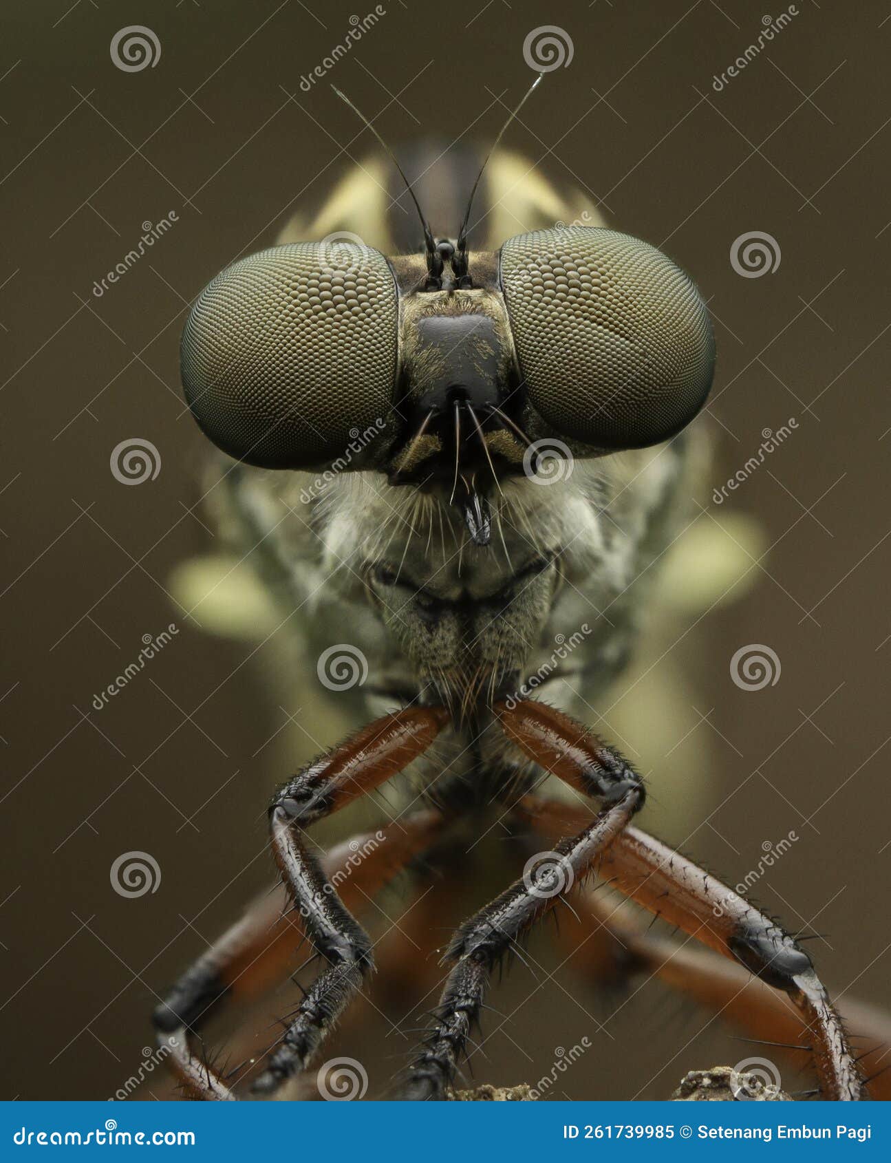 Eyes Robber flay stock image. Image of robberflay, details - 261739985