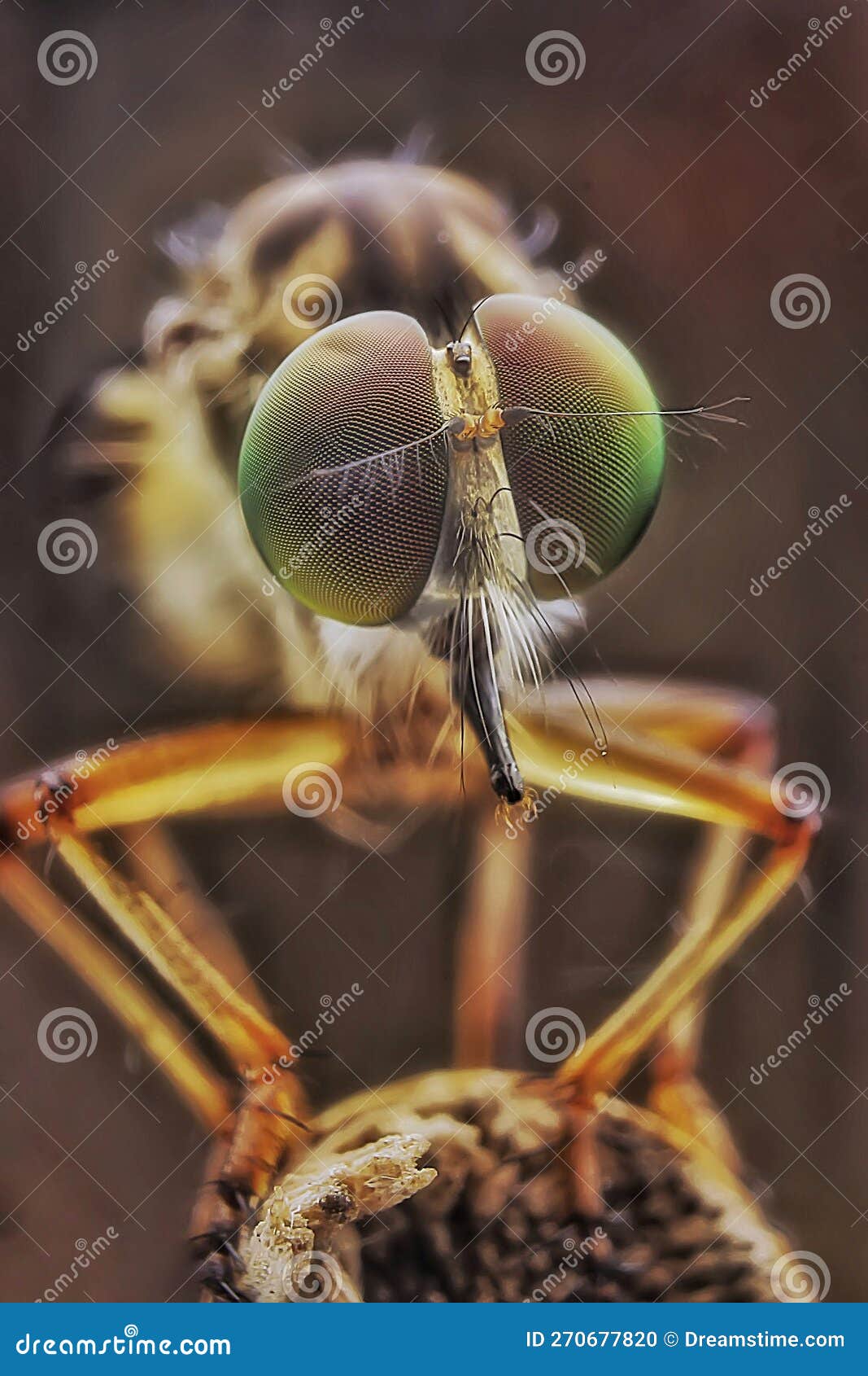 Eyesrobberfly Stock Photos - Free & Royalty-Free Stock Photos from ...