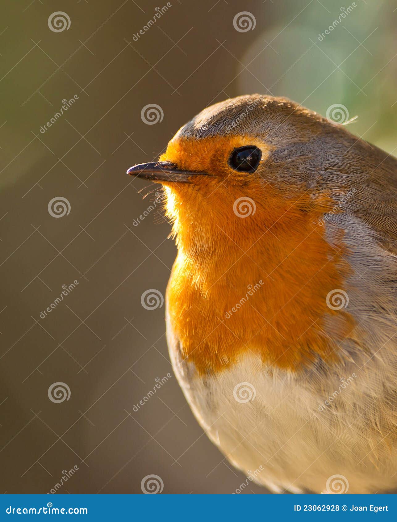 The eyes of the Robin stock photo. Image of color, european - 23062928