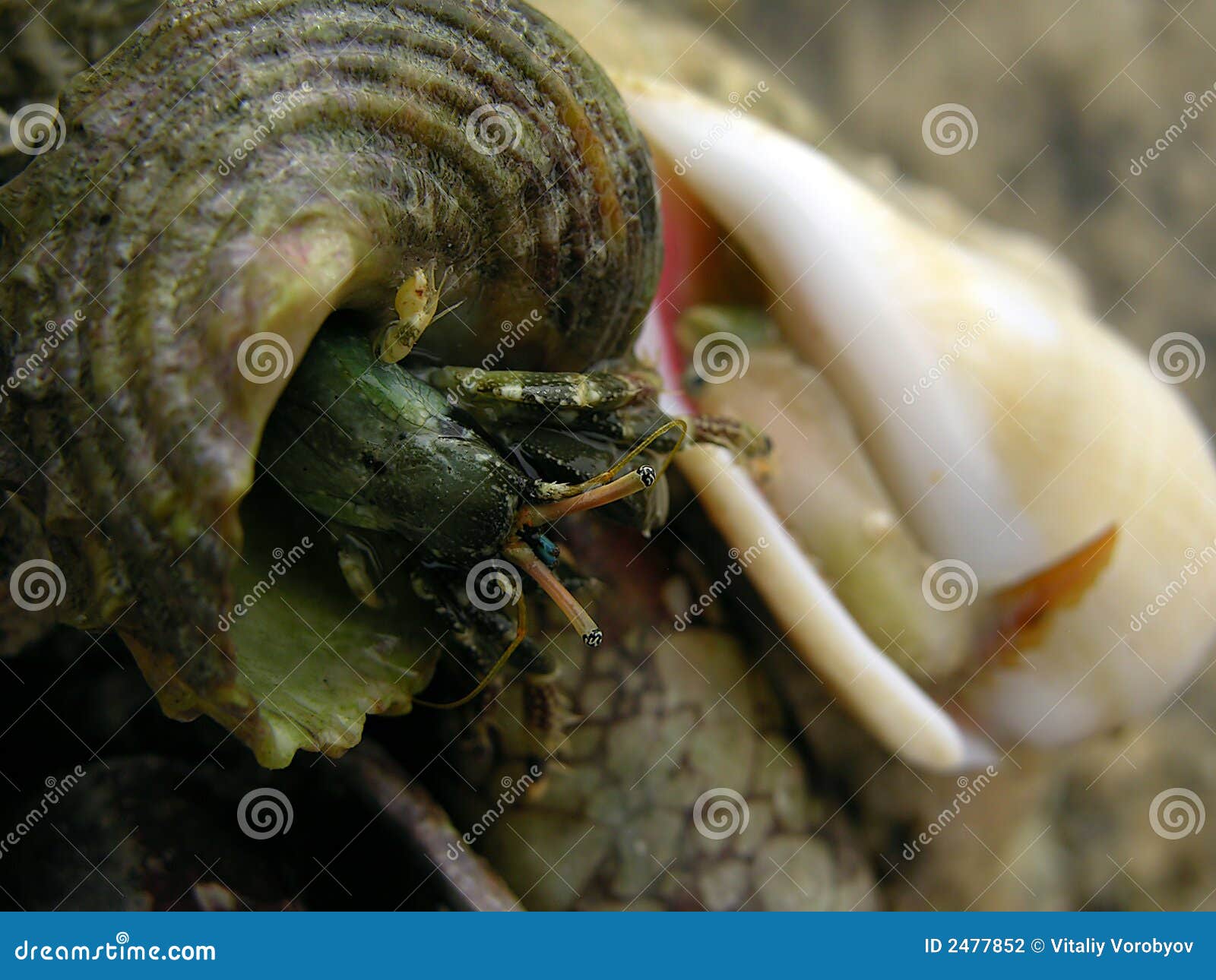 Eyes from the shell stock photo. Image of beaches, rock - 2477852