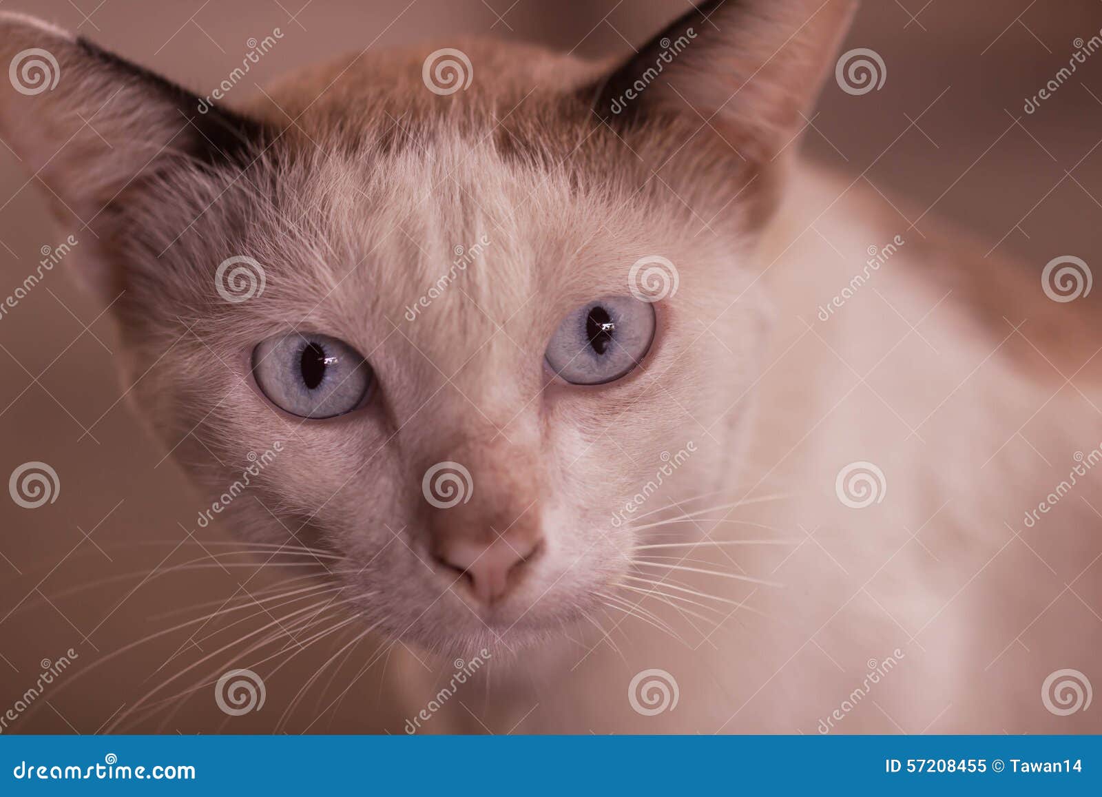 Eyes of siamese cat stock image. Image of pets, brown - 57208455