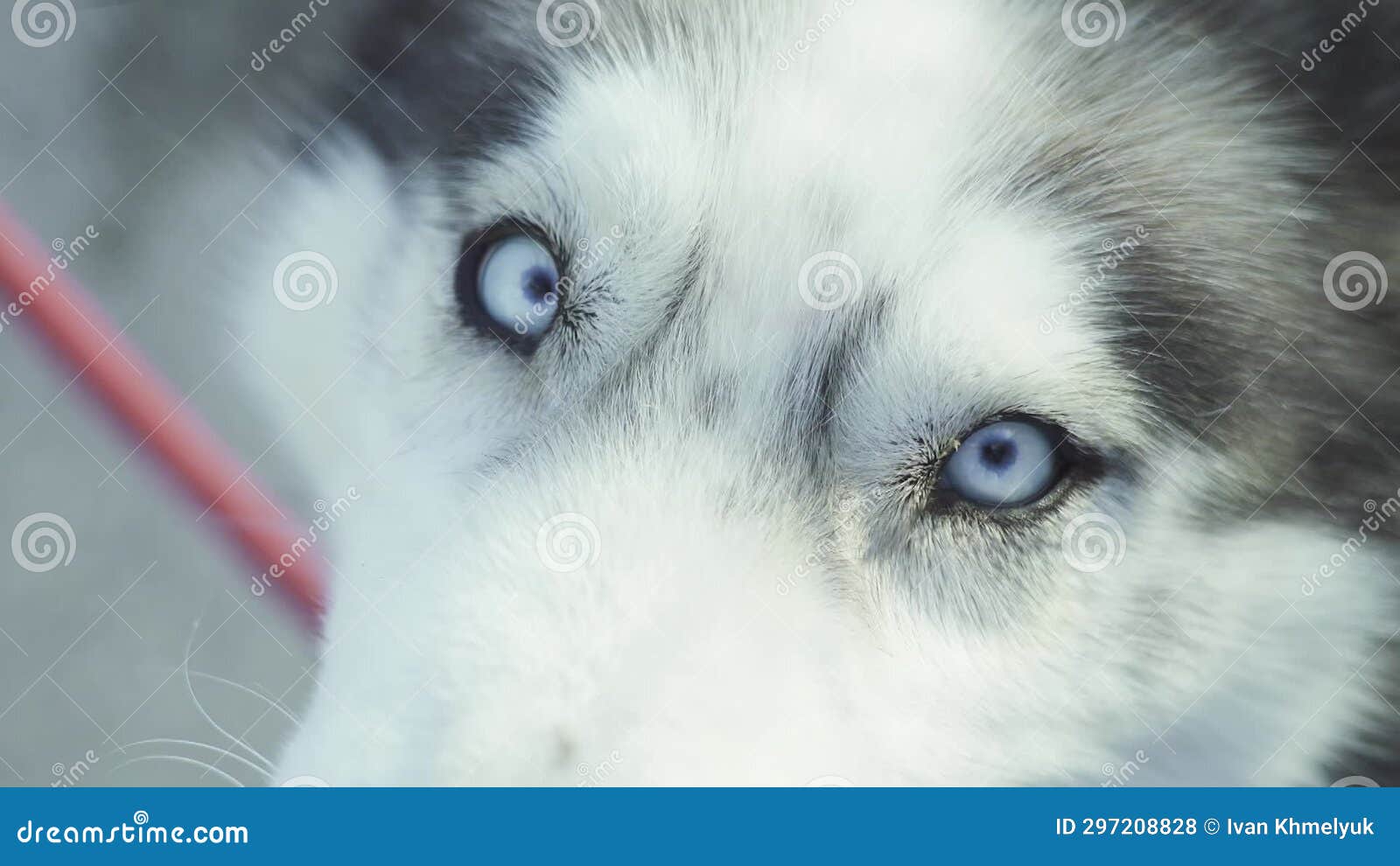 Eyes of the Siberian husky stock footage. Video of furry - 297208828
