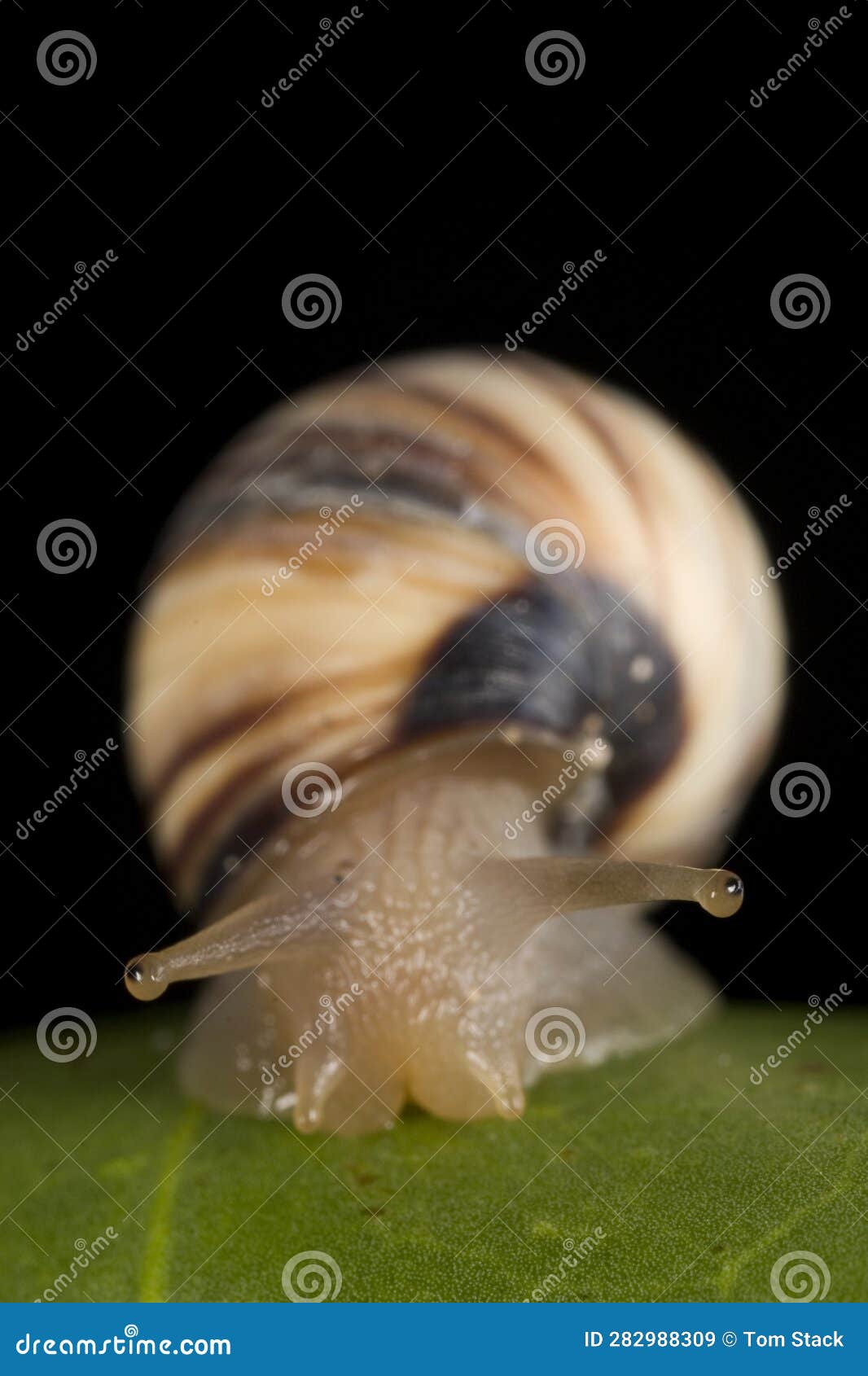 The Eyes of a Snail a Closeup View Stock Image - Image of snail, vision ...