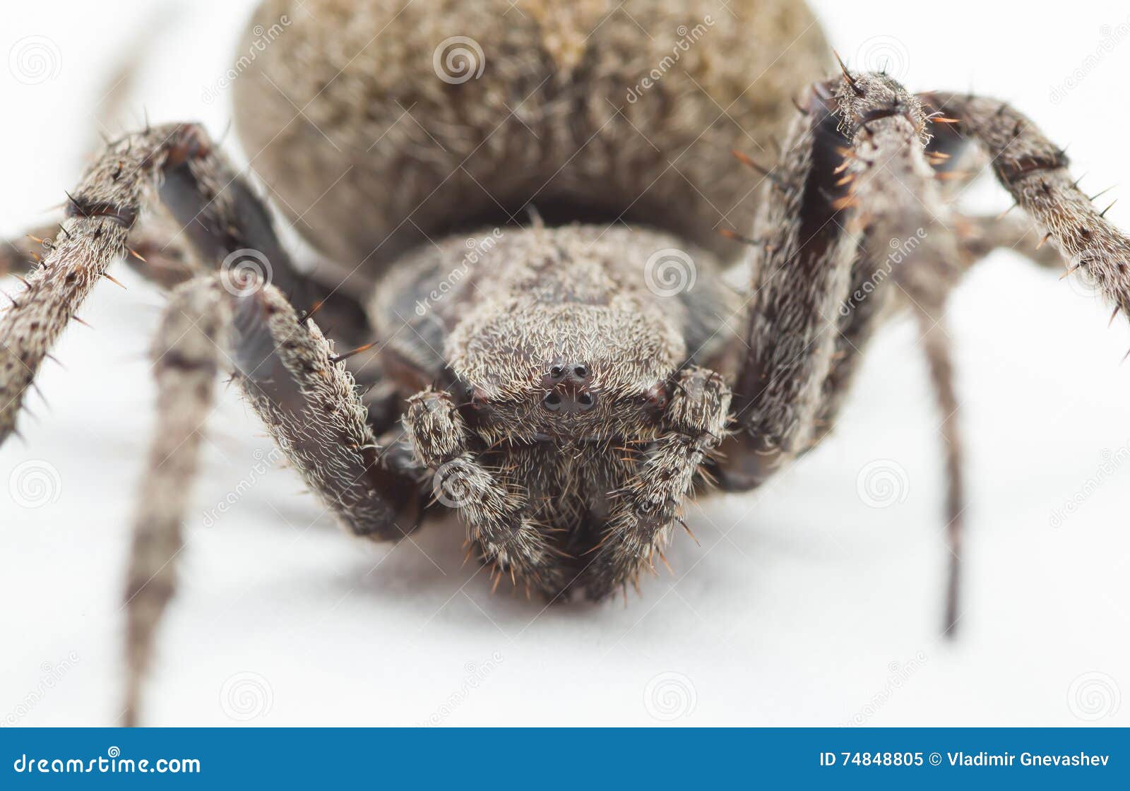 Eyes Spider close-up stock image. Image of chelicerae - 74848805