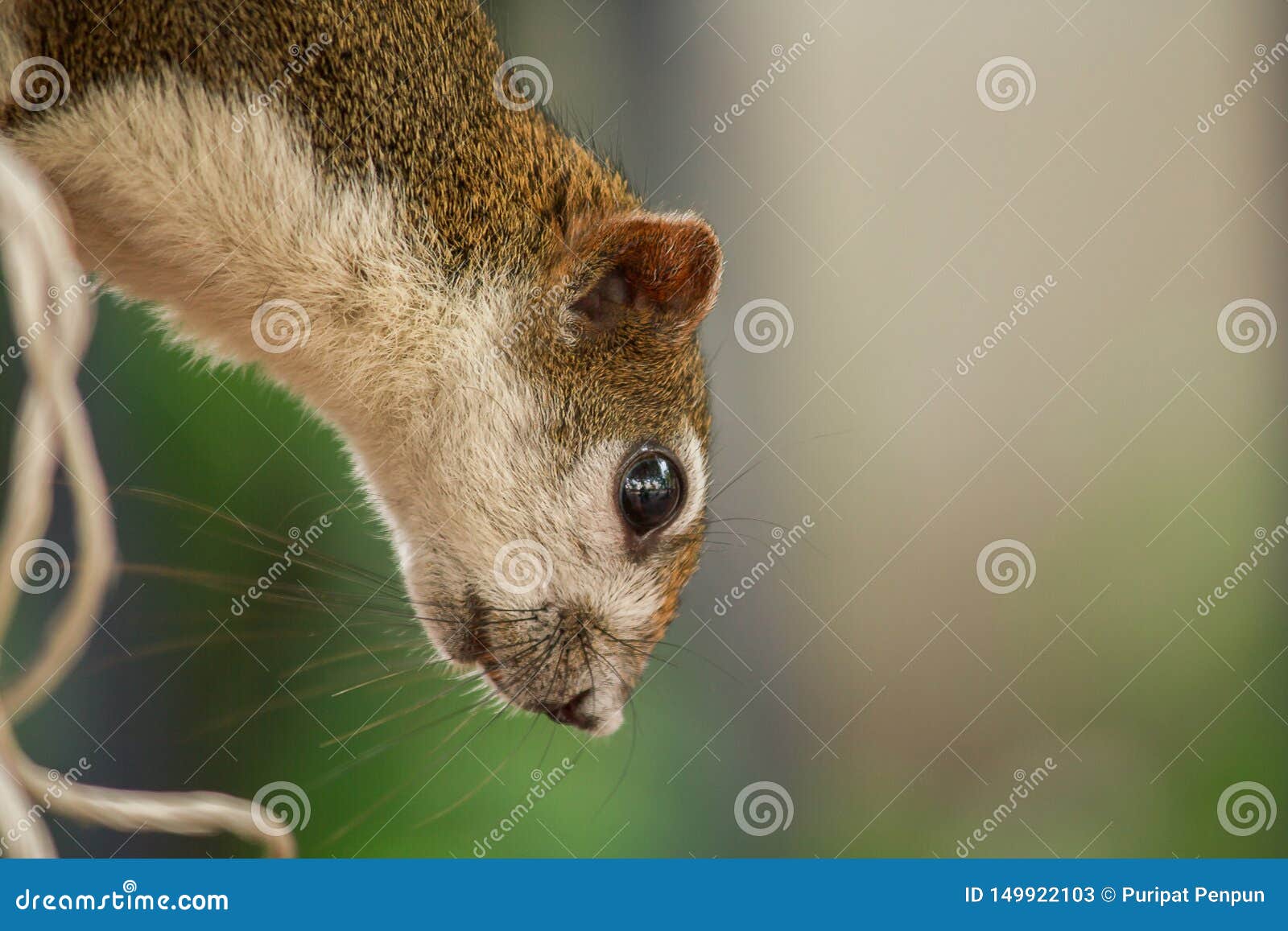 Eyes of the Squirrel Looking Something Interesting Stock Image - Image ...
