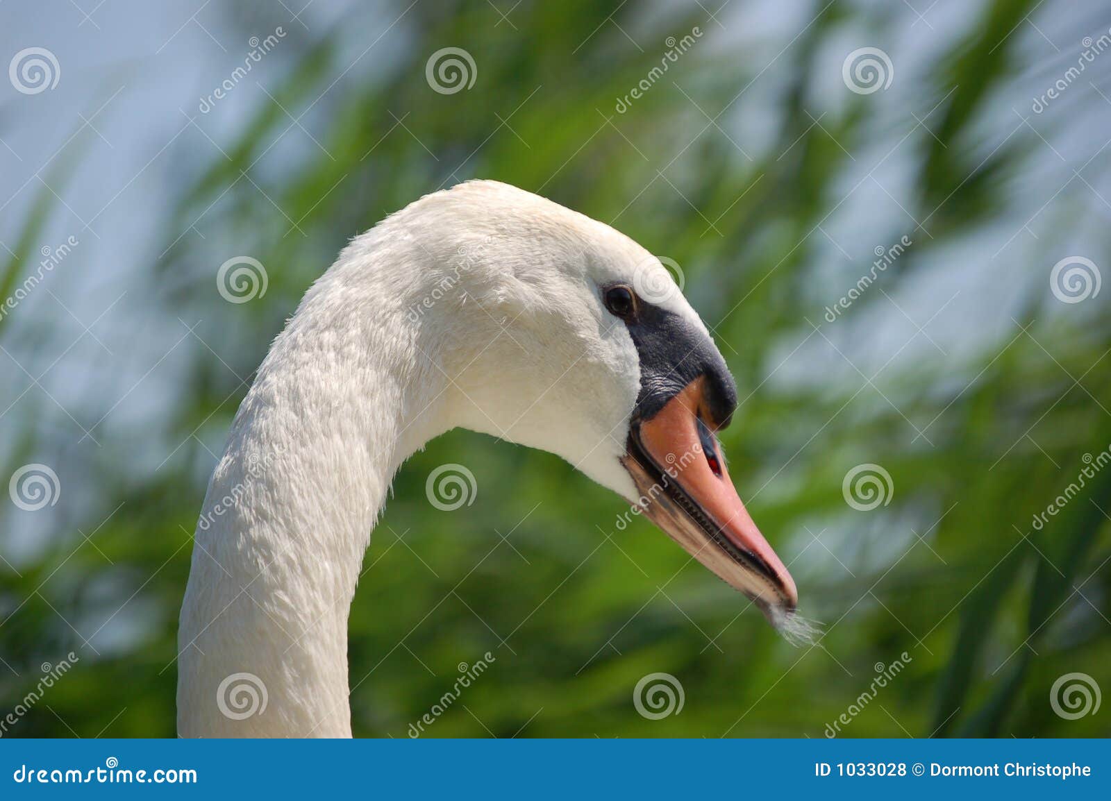 In the eyes of the swan stock photo. Image of beautiful - 1033028