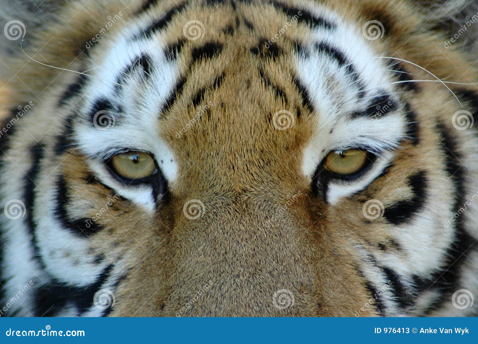 White Siberian Tiger Eyes