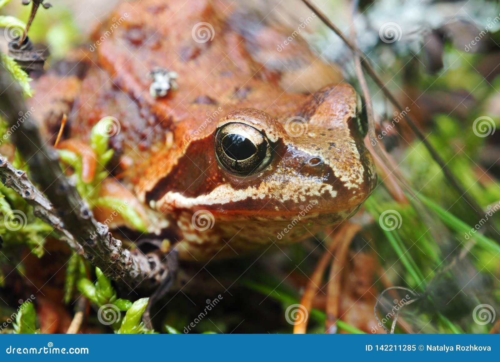 Eyes of a Toad macro stock image. Image of creature - 142211285