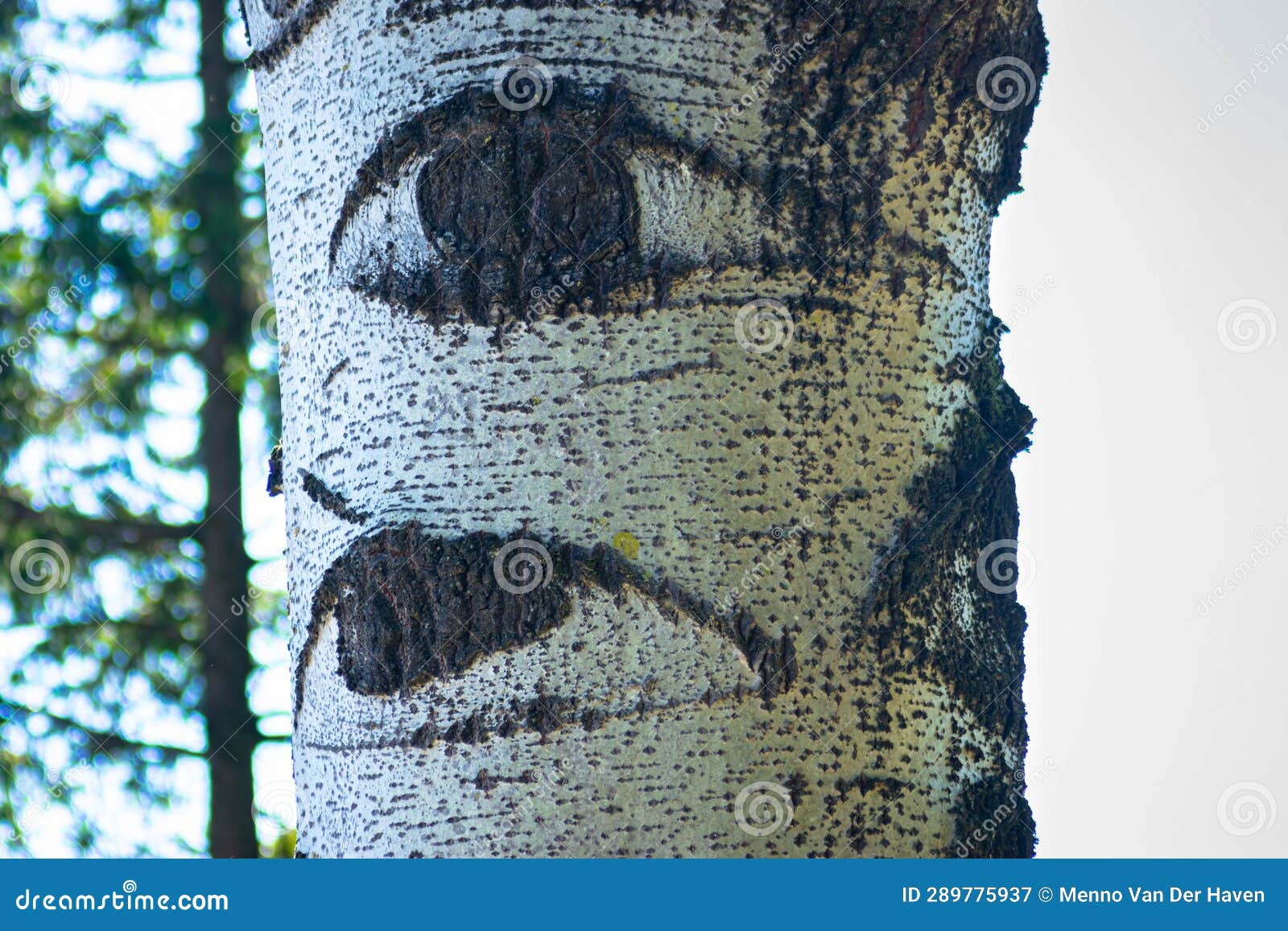 Detailed with of a Tree with Eyes Stock Image - Image of poplar, detail ...