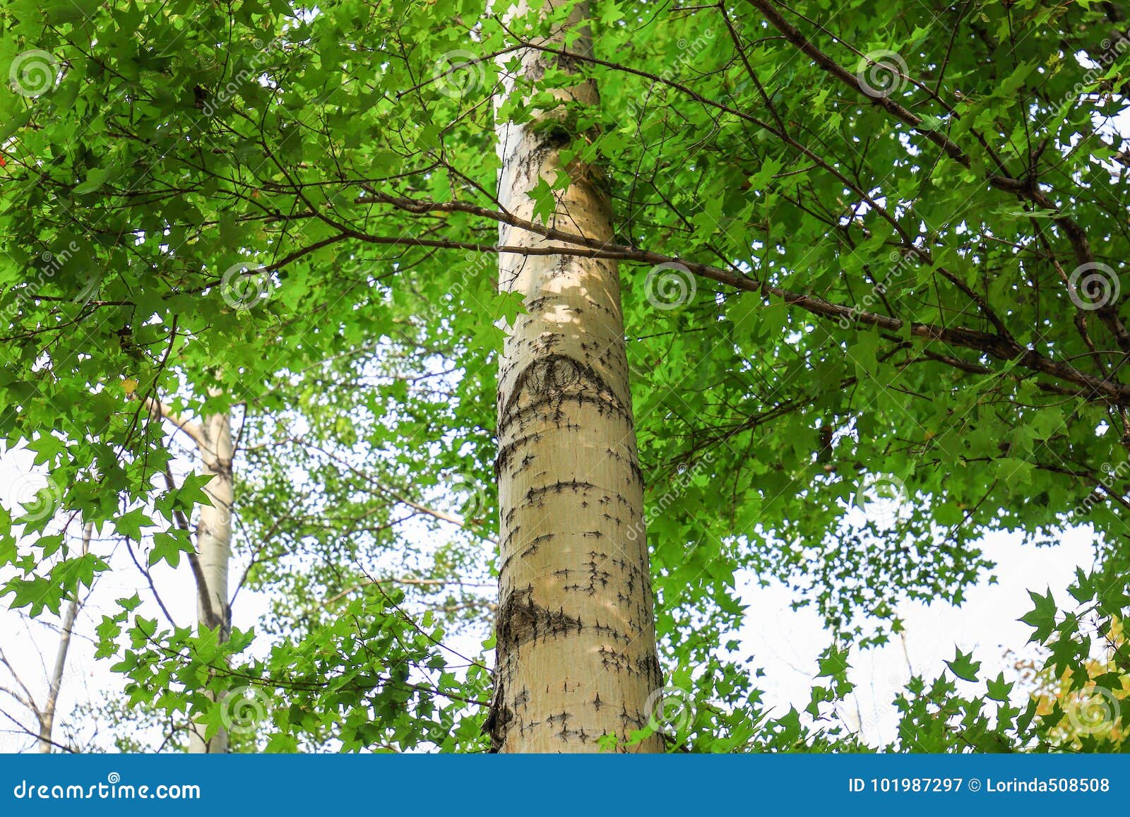 Eyes of white birch stock image. Image of eyes, country - 101987297