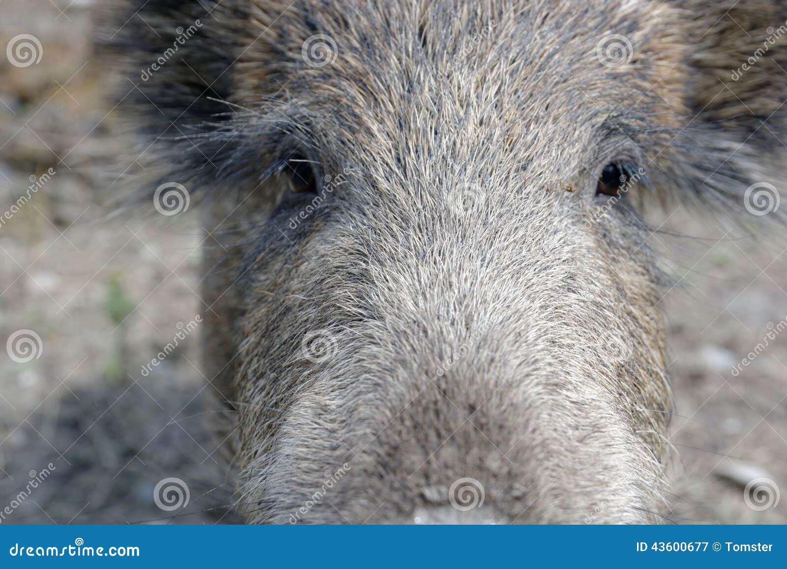 Eyes of a wild pig stock image. Image of outdoor, creature - 43600677