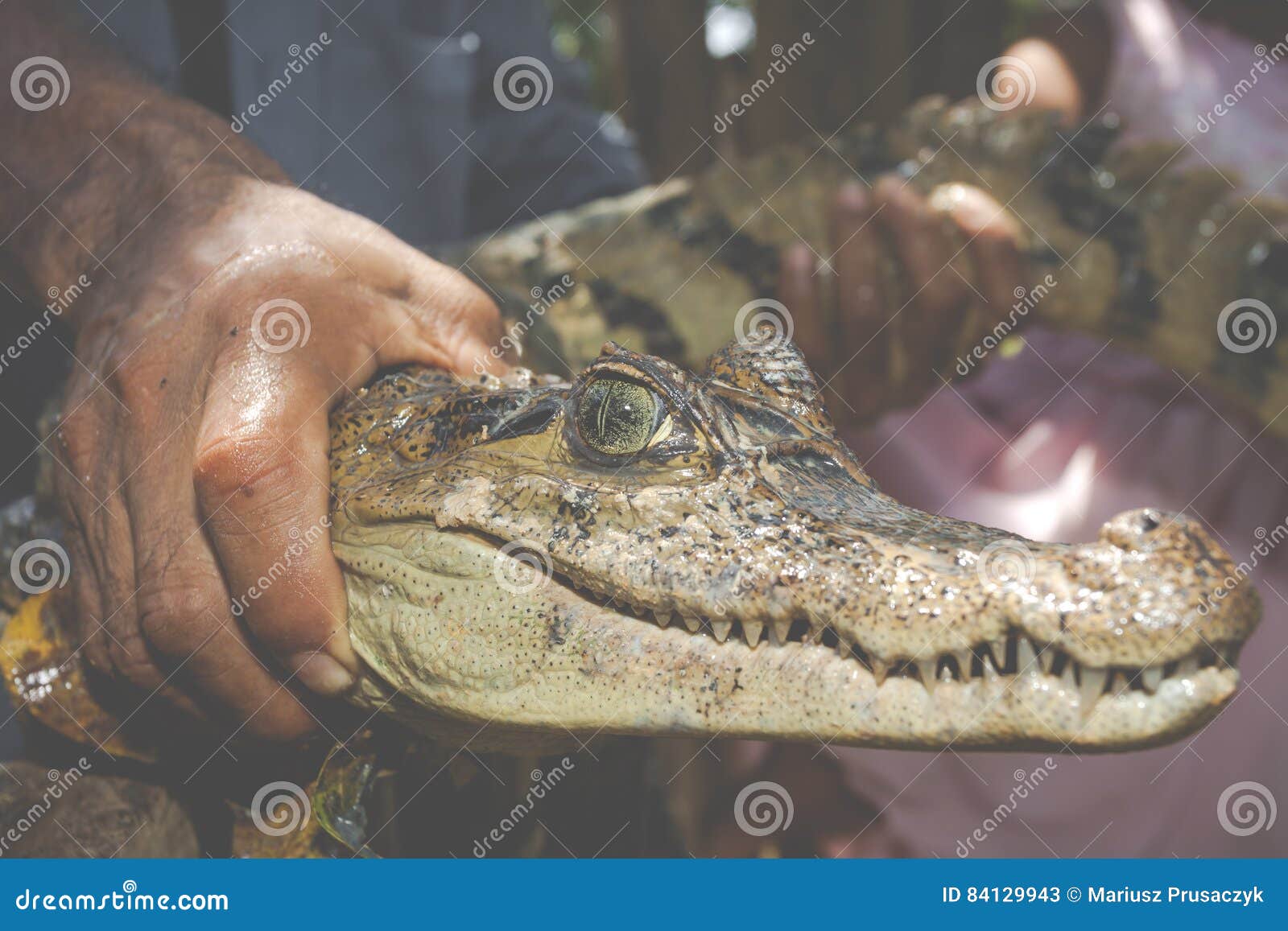 Eyes of Young Black Caiman Captured by a Native of the Jungle Stock ...
