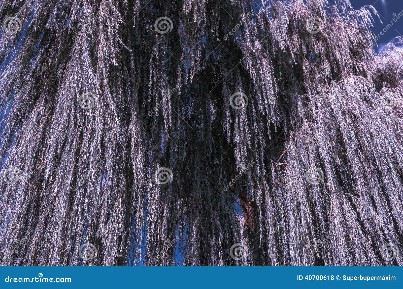 Eywa tree. stock photo. Image of west, tree, greeen, weeping - 40700618