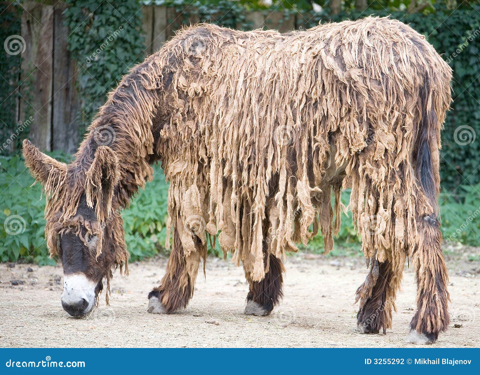 Ezel 1 van Poitou `s stock foto. Image of vreemd, gras - 3255292