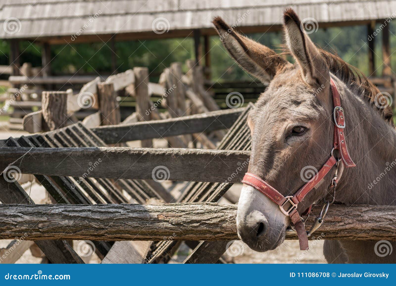 Ezel stock foto. Image of zoogdier, muilezel, herbivoren - 111086708