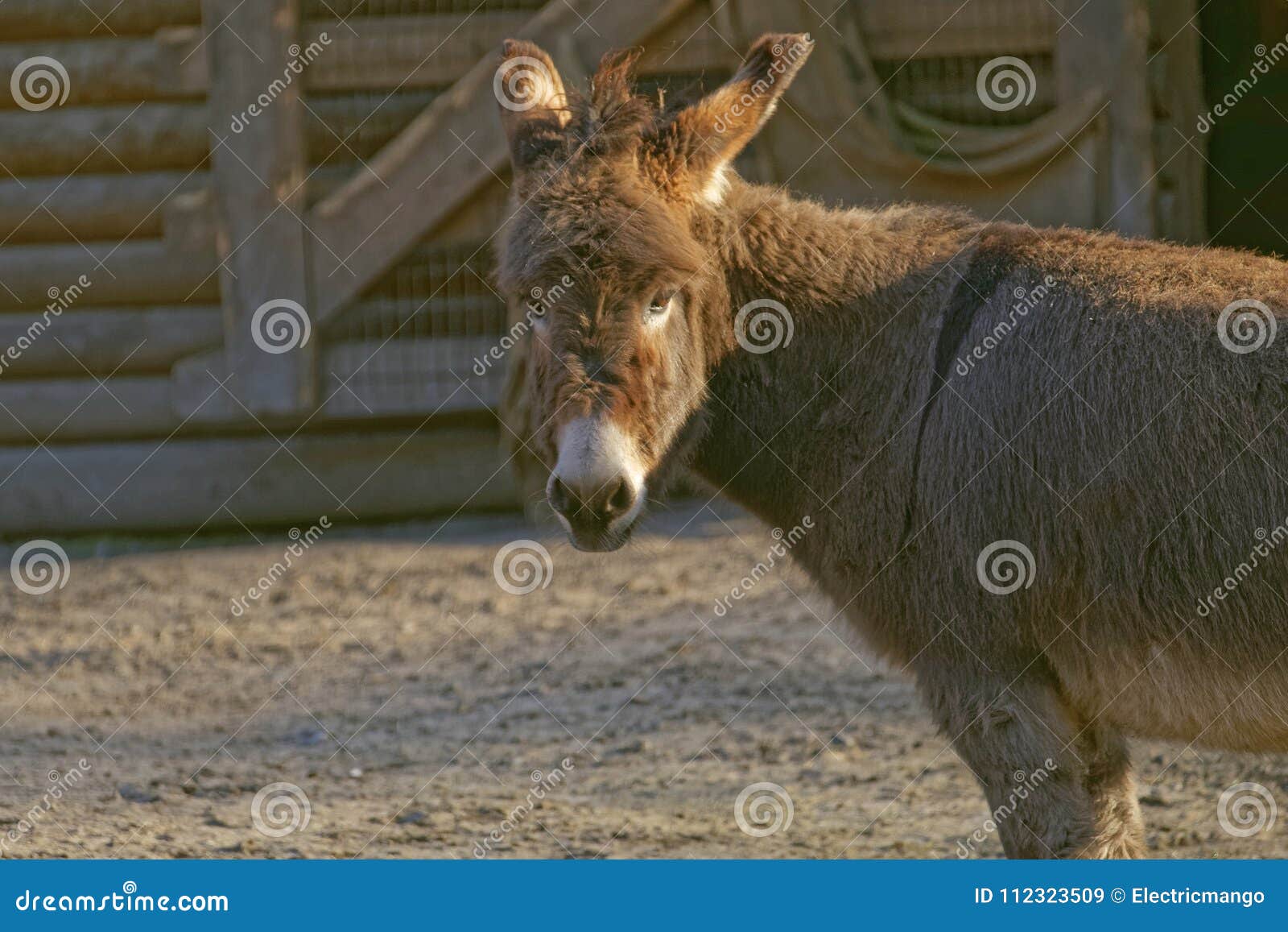 Ezel stock afbeelding. Image of olijf, bosje, ezel, landbouwbedrijf ...