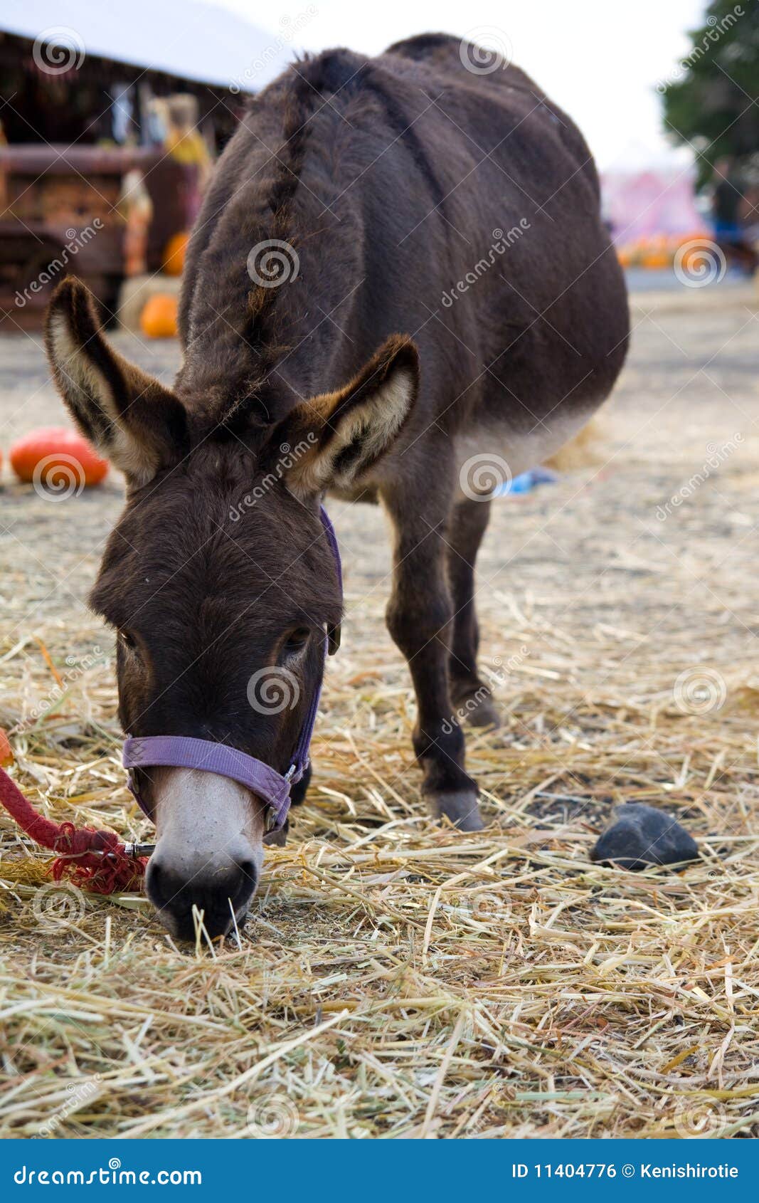 Ezel stock foto. Image of zoogdier, paradijs, chagrijnig - 11404776
