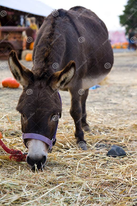 Ezel stock foto. Image of zoogdier, paradijs, chagrijnig - 11404776