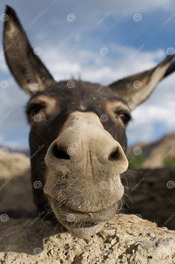 Ezel stock afbeelding. Image of hilarisch, glimlachen - 12140899