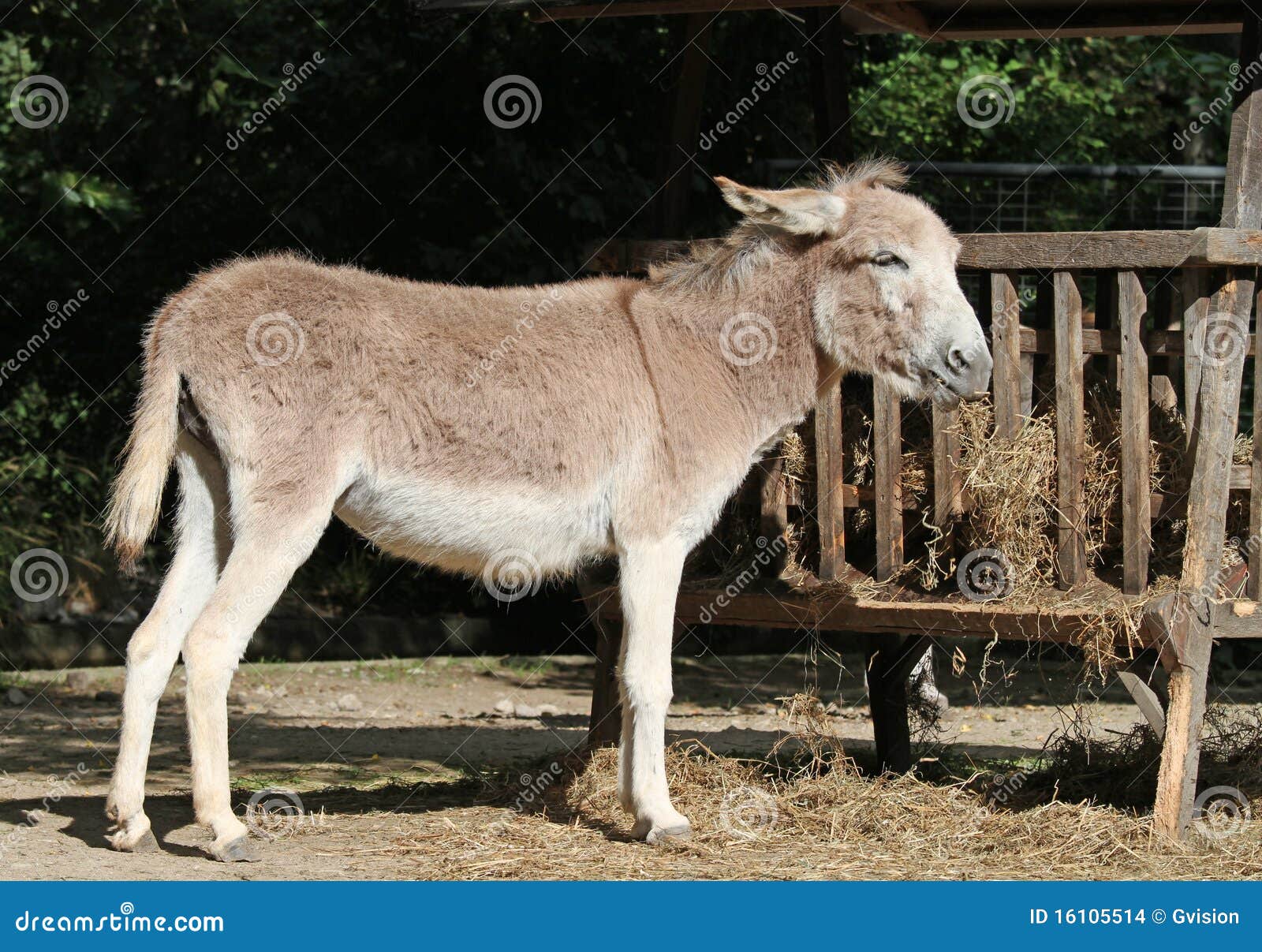 Ezel stock foto. Image of hengst, merrie, leuk, hoofd - 16105514