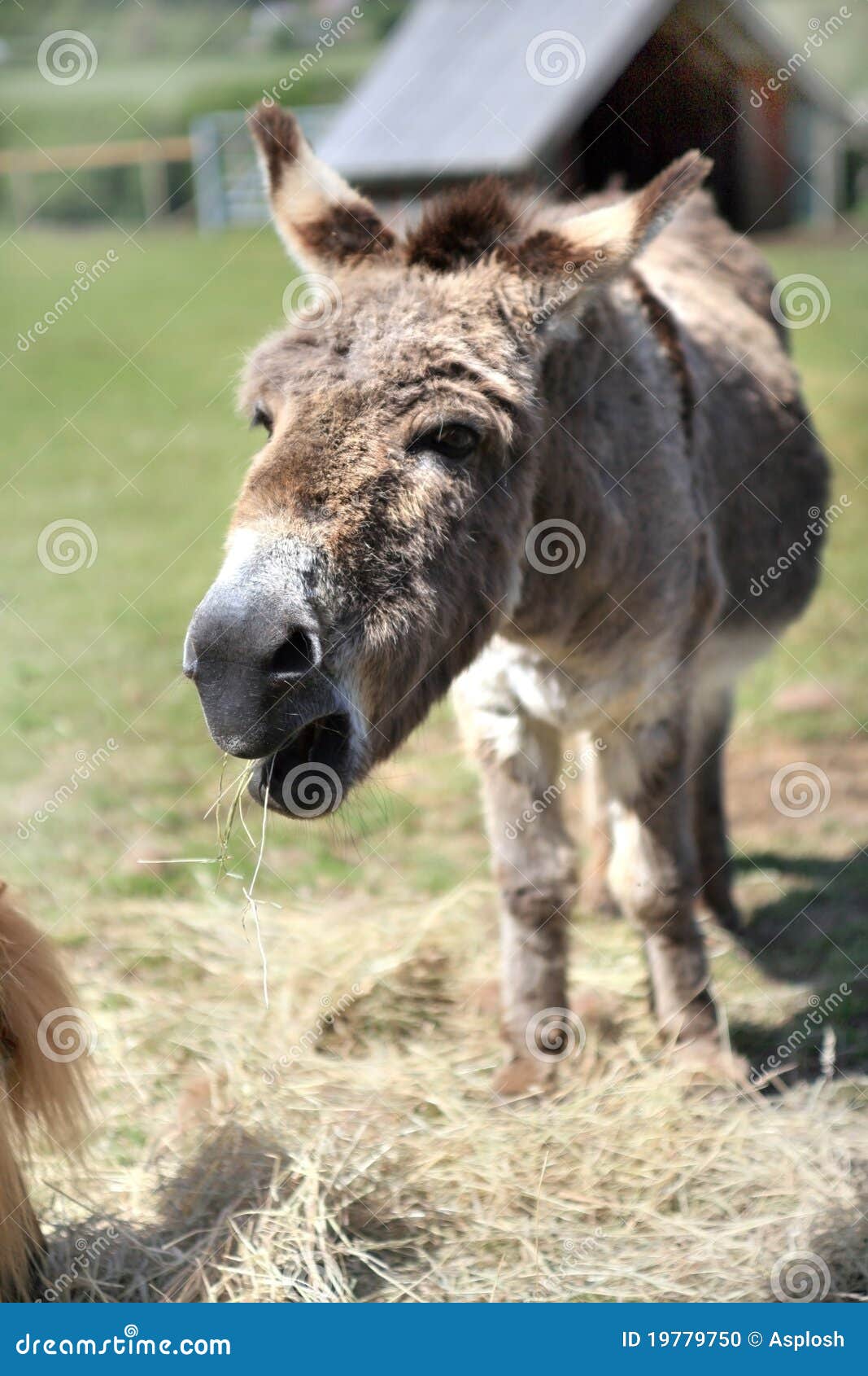 Ezel stock foto. Image of vaststellen, gezicht, zoogdier - 19779750