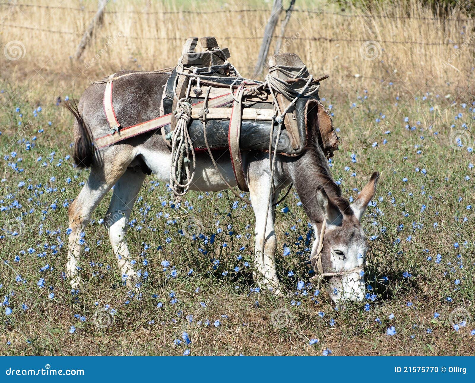 Ezel stock foto. Image of platteland, uitsnijden, zadel - 21575770