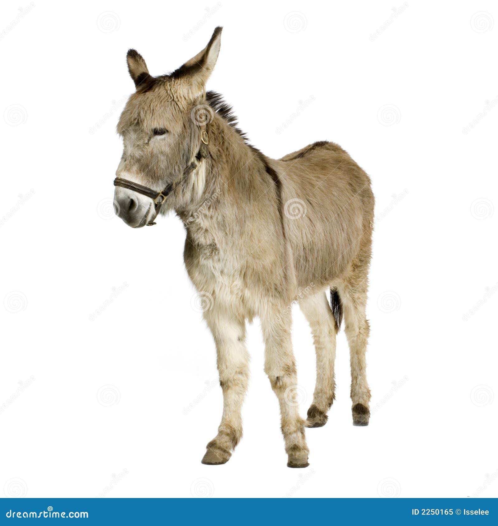 Ezel stock afbeelding. Image of koppig, chagrijnig, hoofdkracht - 2250165