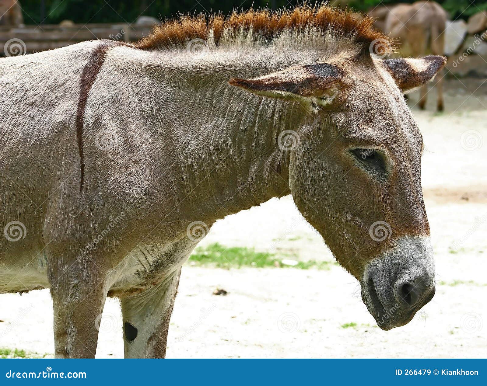 Ezel stock afbeelding. Image of zoölogie, dier, tropisch - 266479