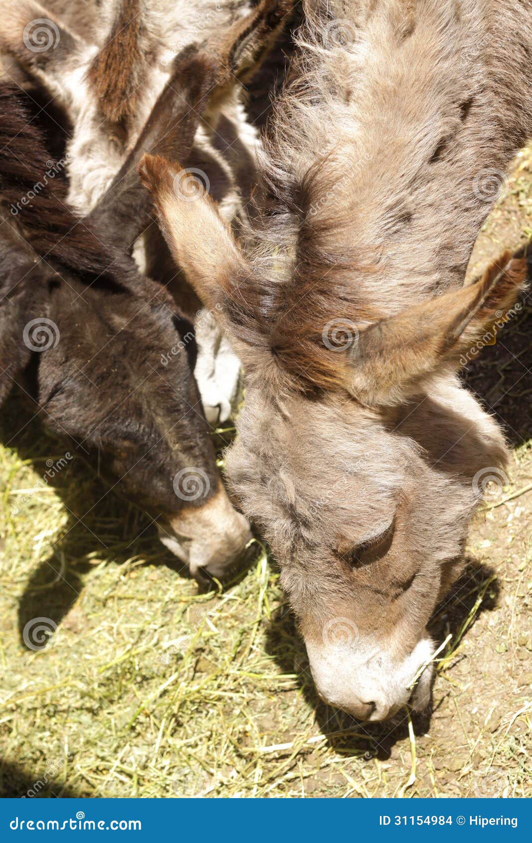 Ezel stock foto. Image of ezel, ezelachtig, begrazing - 31154984