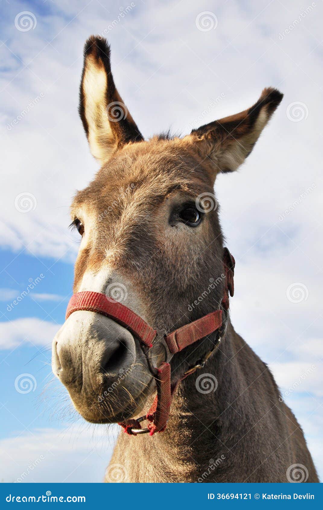 Ezel stock afbeelding. Image of ezelachtig, dier, hemel - 36694121