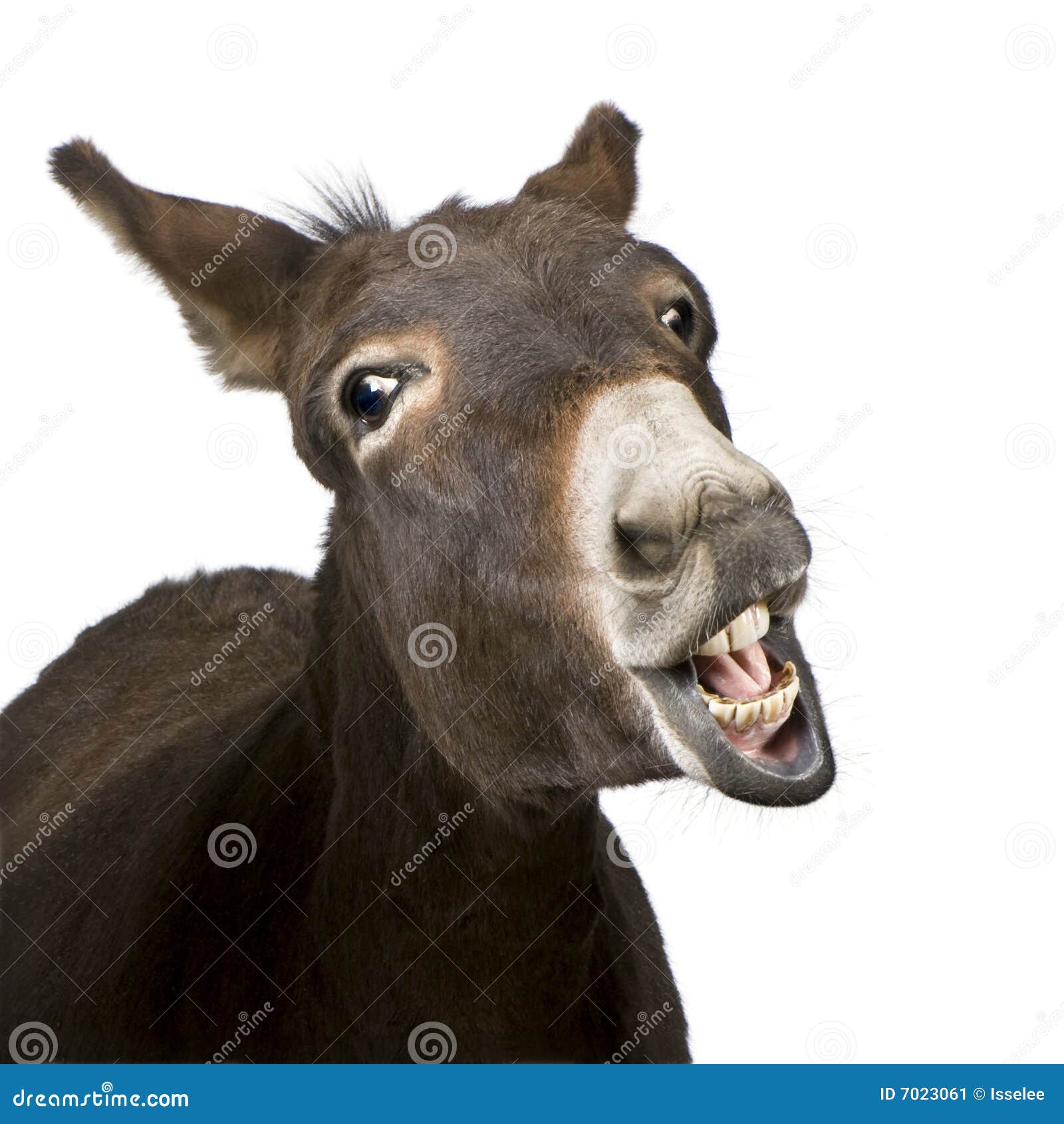 Ezel (4 jaar) stock afbeelding. Image of tanden, paard - 7023061