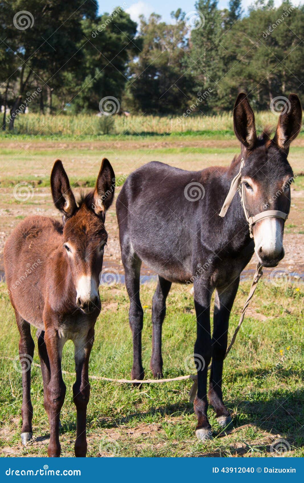 Ezel stock foto. Image of weiland, weide, dieren, ezel - 43912040