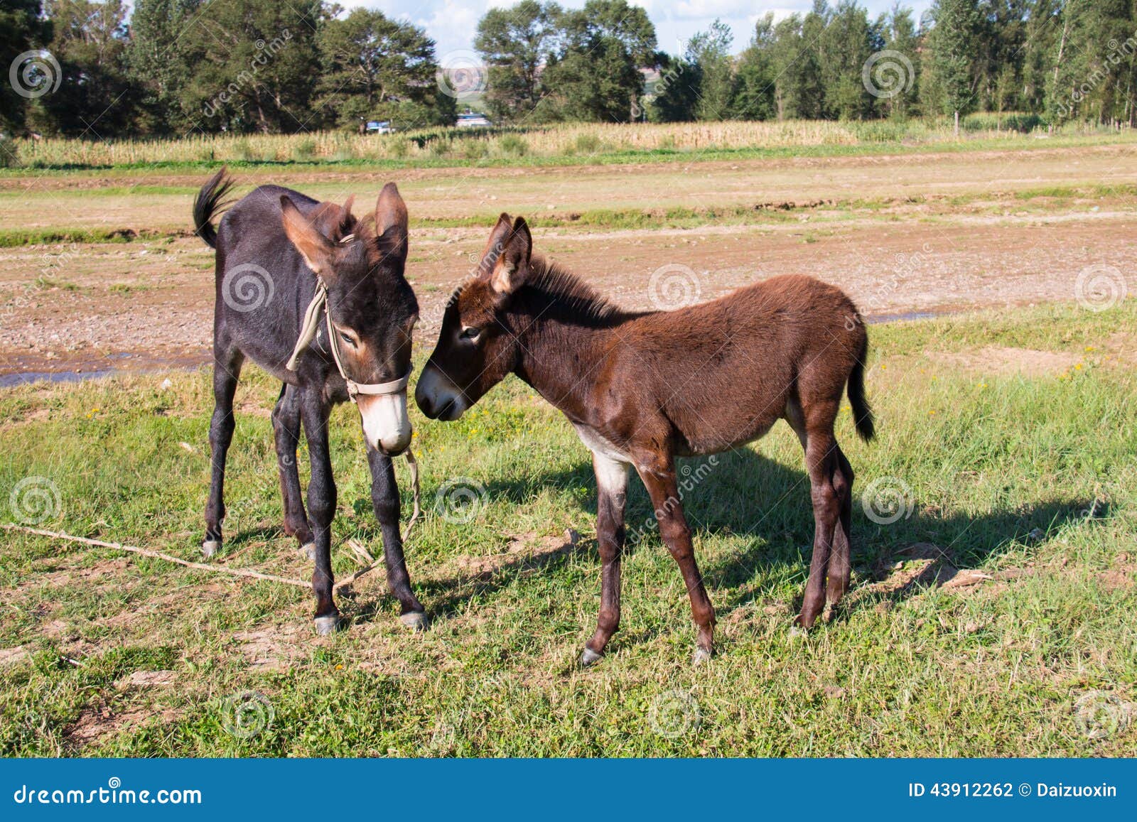 Ezel stock foto. Image of groen, bijtend, uitziend, weide - 43912262