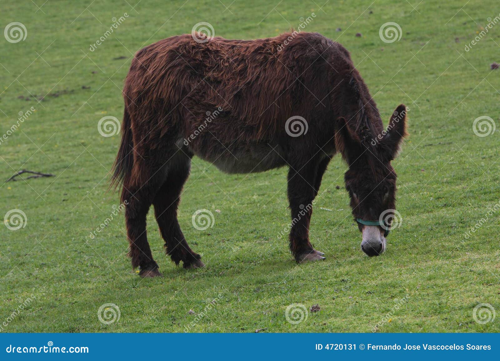 Ezel stock afbeelding. Image of bruin, hemel, lente, veulen - 4720131