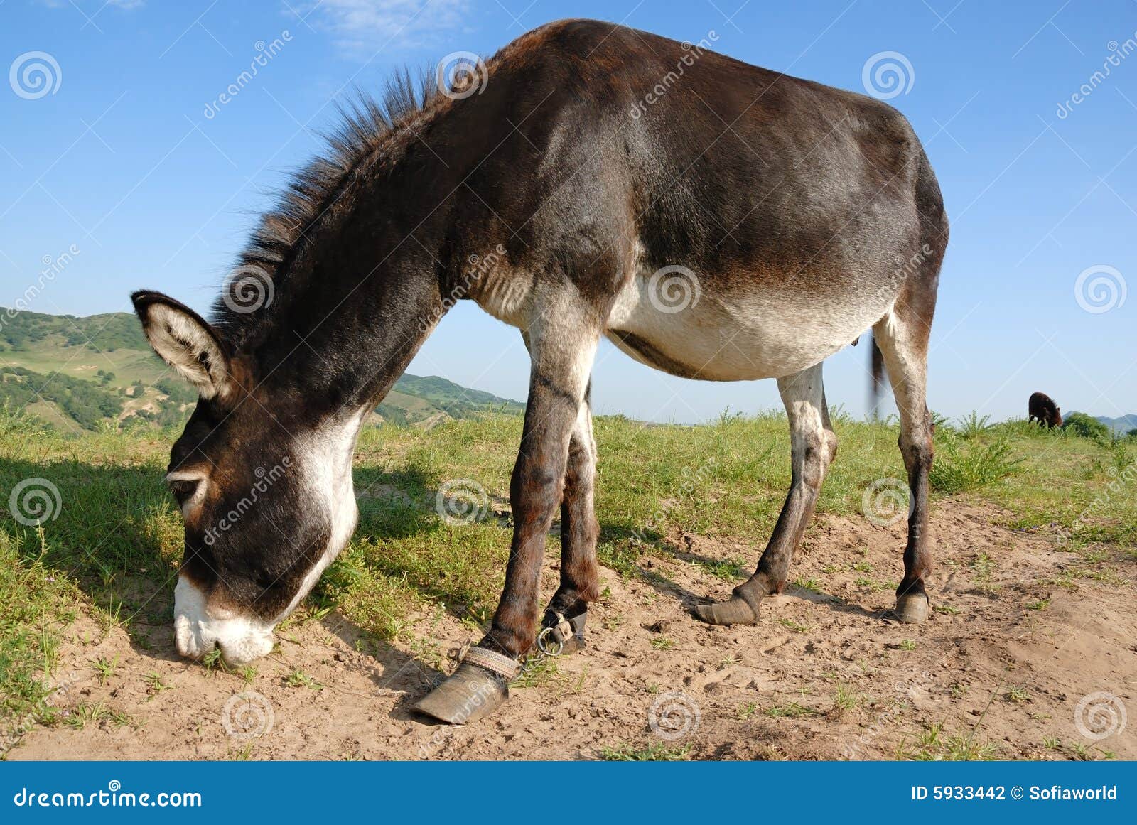 Ezel stock foto. Image of geluk, pret, dier, gebied, oren - 5933442