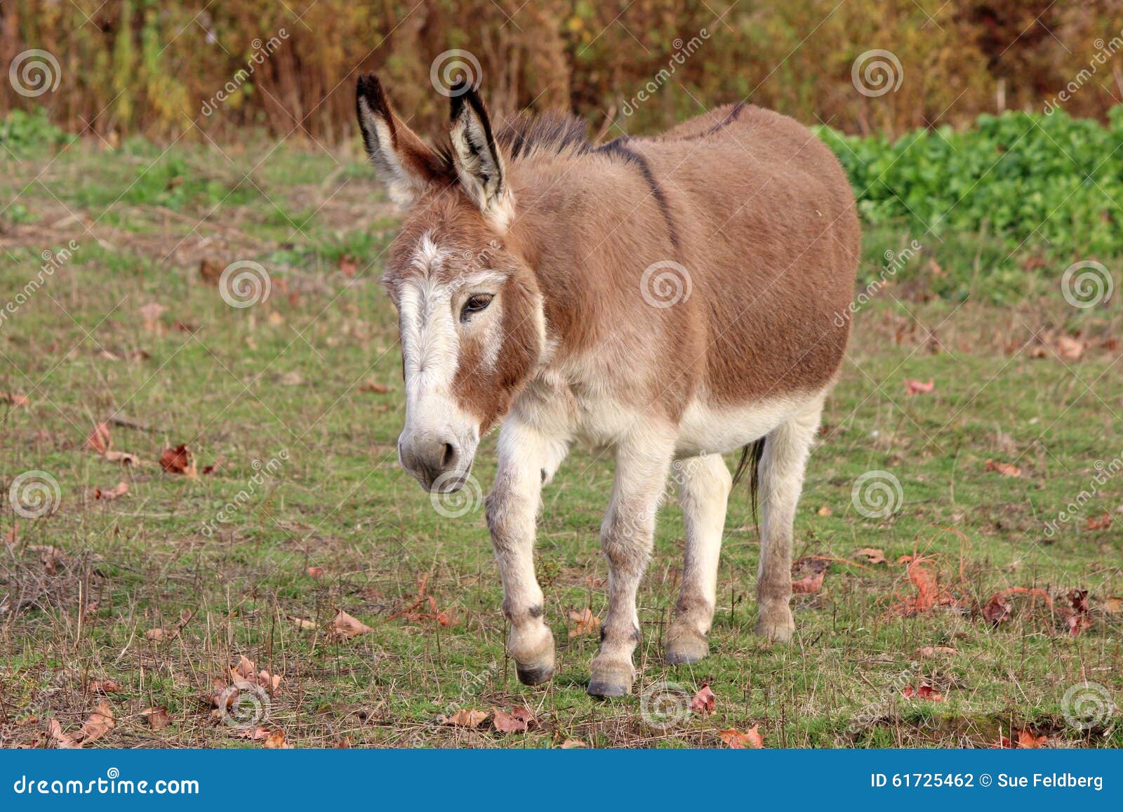 Ezel stock foto. Image of platteland, gras, bladeren - 61725462