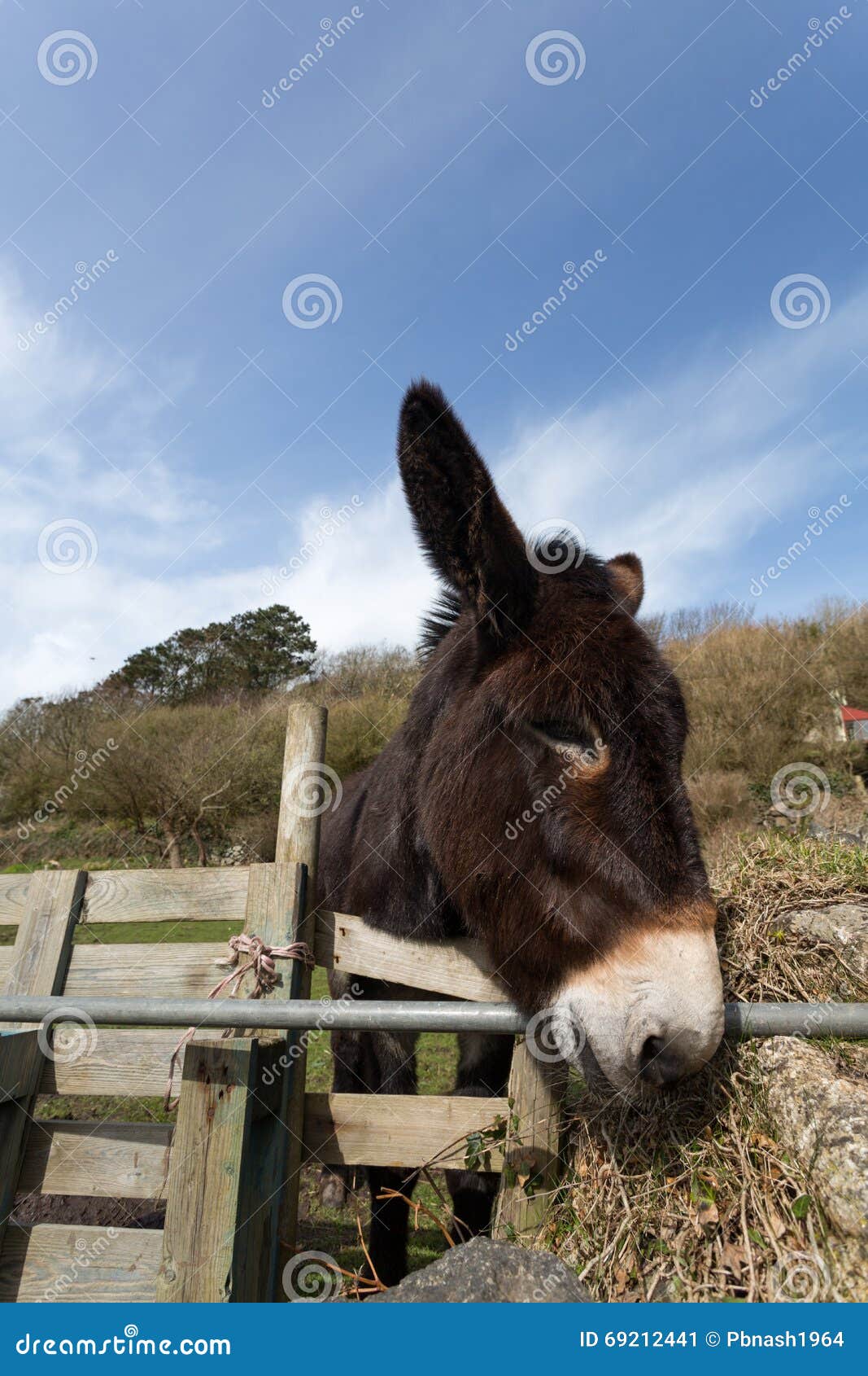 Ezel stock afbeelding. Image of hoofd, huisdier, ezel - 69212441