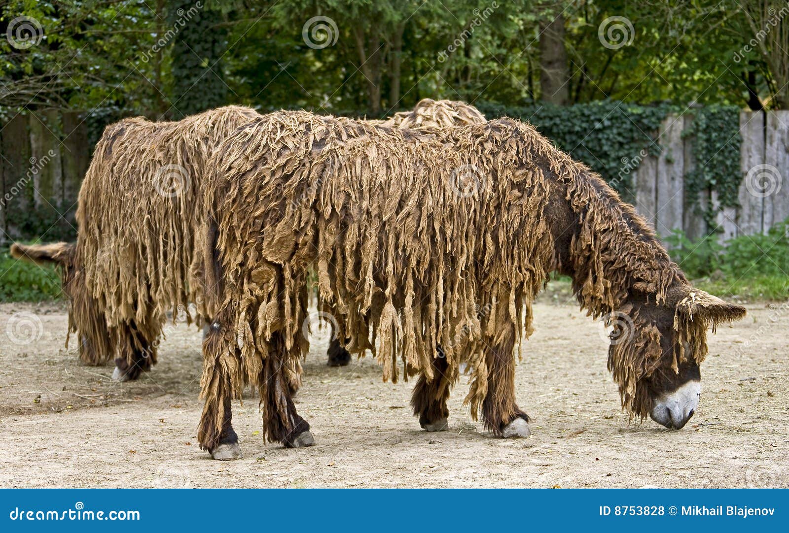 Ezel 7 van Poitou `s stock foto. Image of orkaan, portret - 8753828