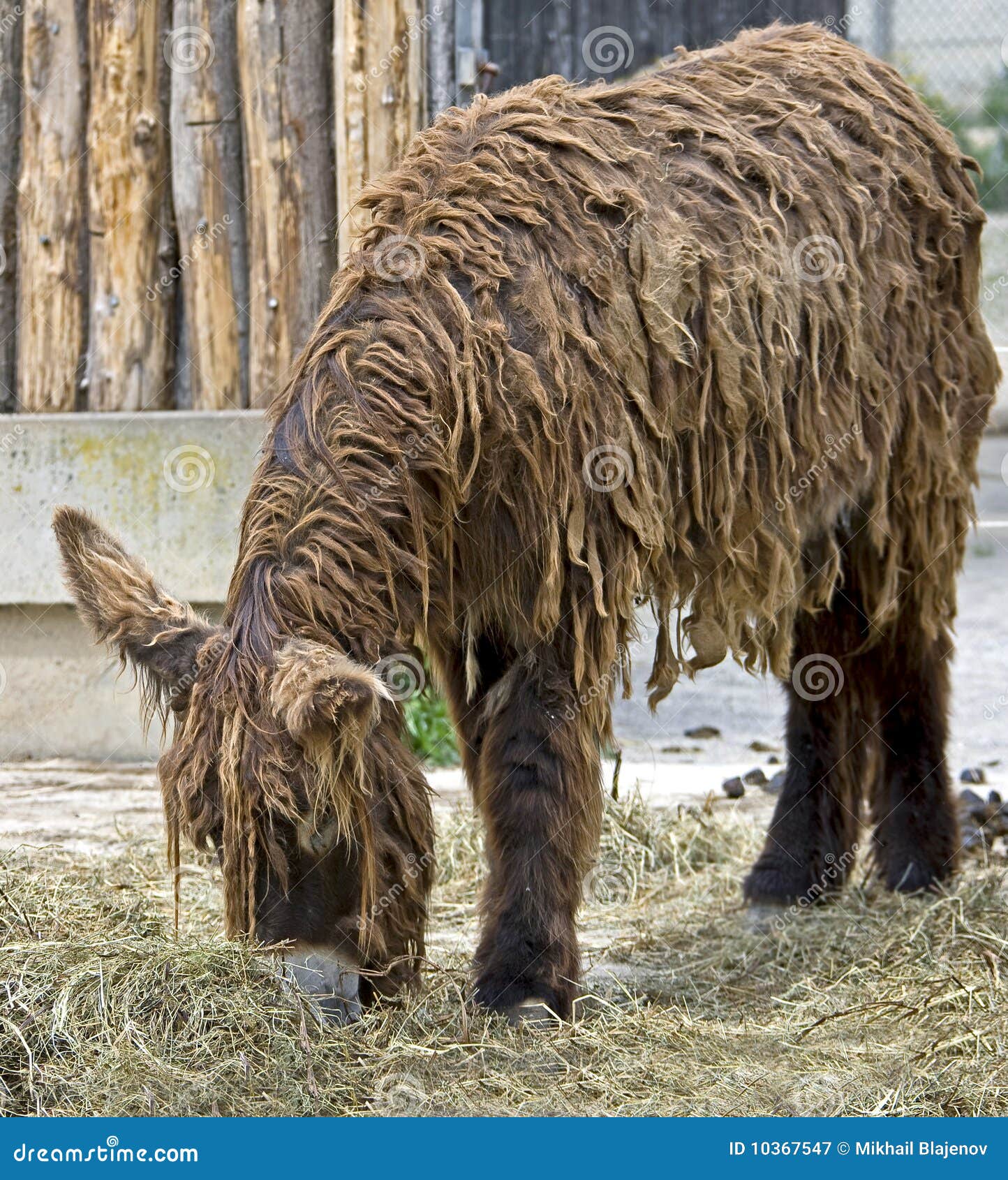 Ezel 8 van Poitou `s stock afbeelding. Image of milieu - 10367547