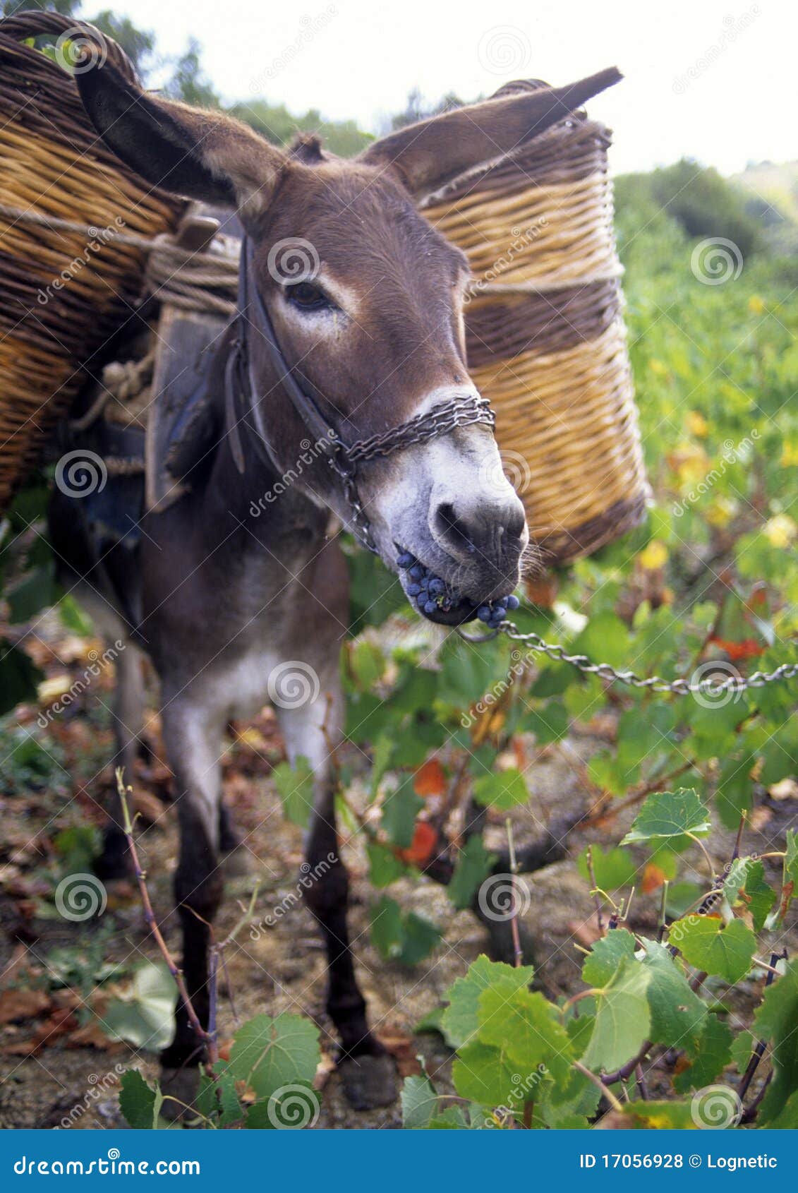 Ezel die druiven eet stock foto. Image of pret, hand - 17056928