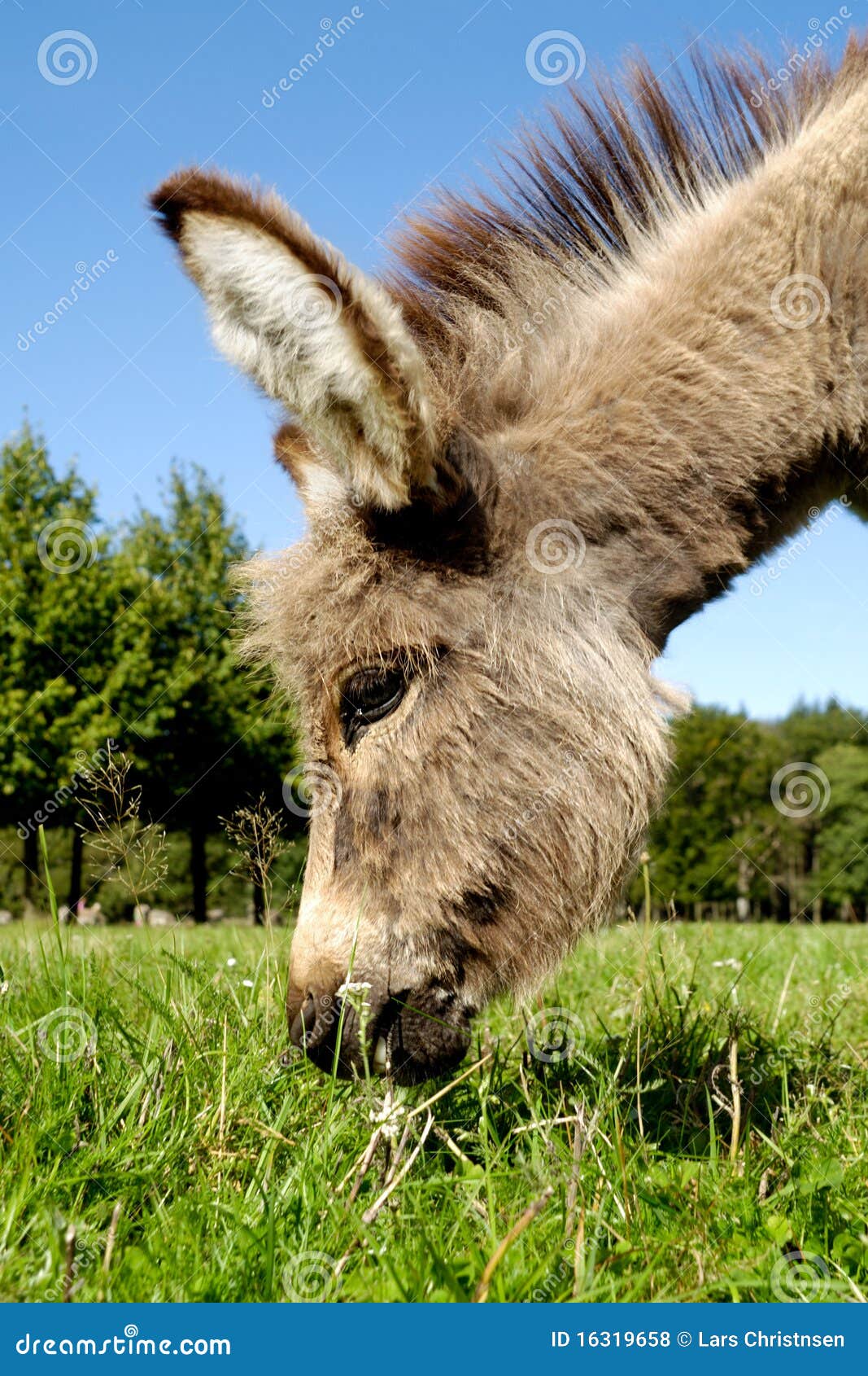 Ezel die gras eet stock foto. Image of zoet, gebied, binnenlands - 16319658