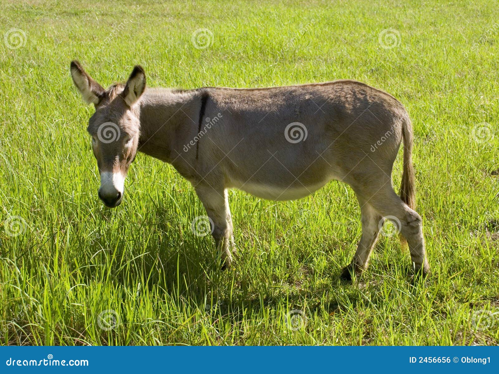 Ezel die gras eet stock foto. Image of groen, weid, eten - 2456656