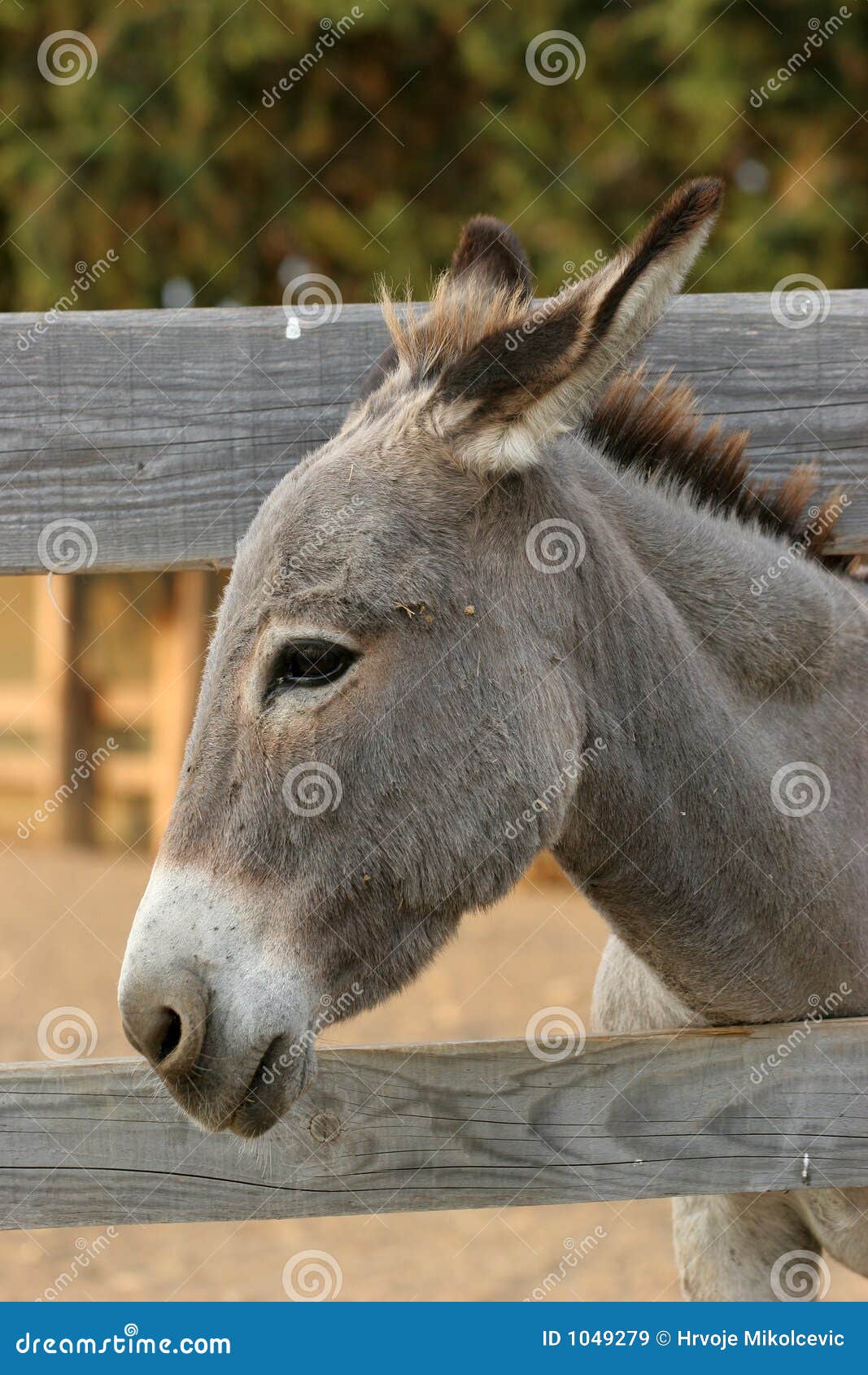 Ezel door de omheining stock afbeelding. Image of omheining - 1049279