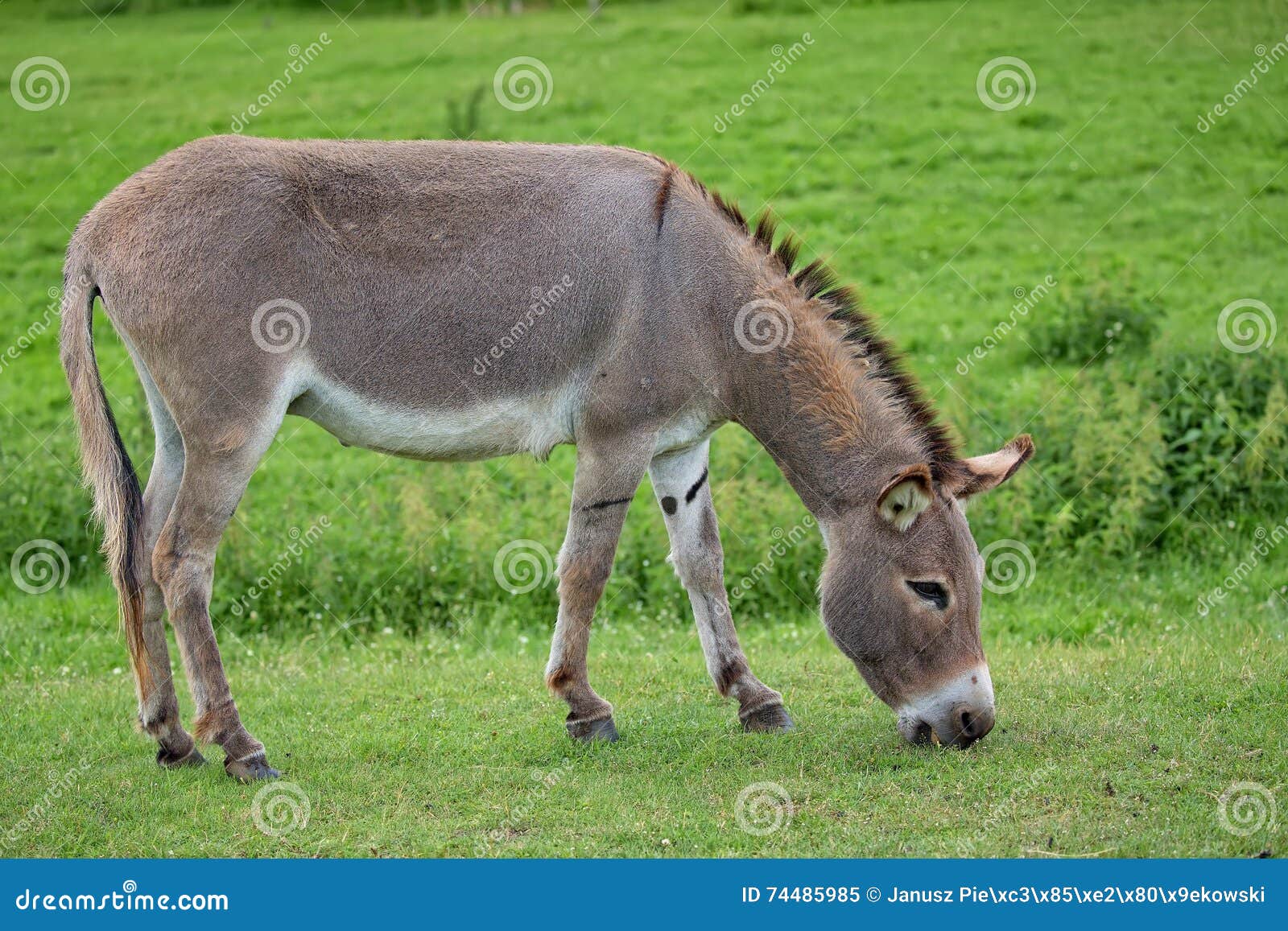 Ezel in een opheldering stock afbeelding. Image of ezel - 74485985