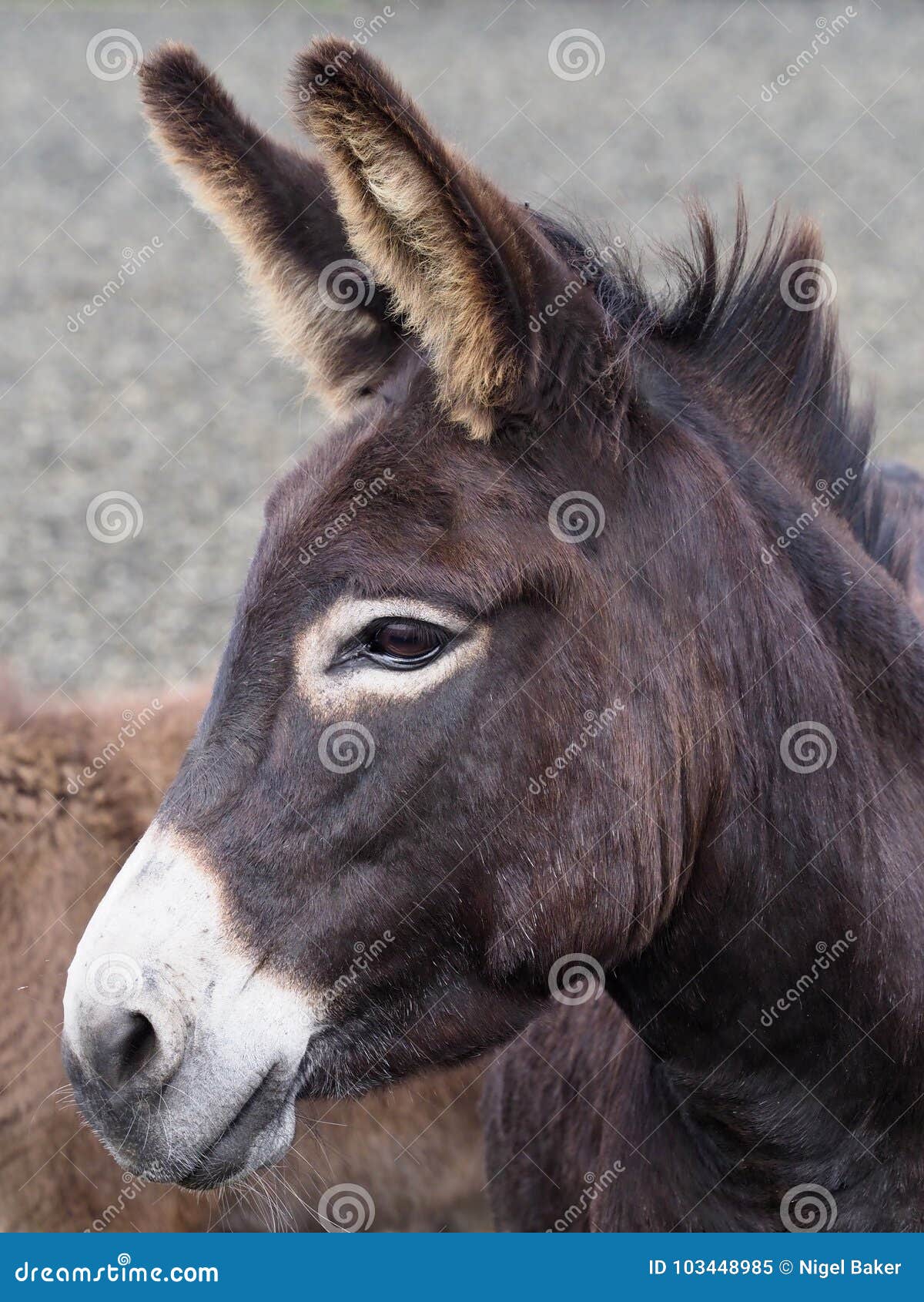 Ezel Headshot stock afbeelding. Image of zoogdier, grappig - 103448985