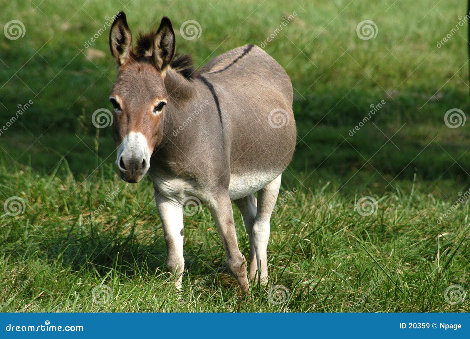 Ezel II stock afbeelding. Image of weilanden, ezel, gebied - 20359