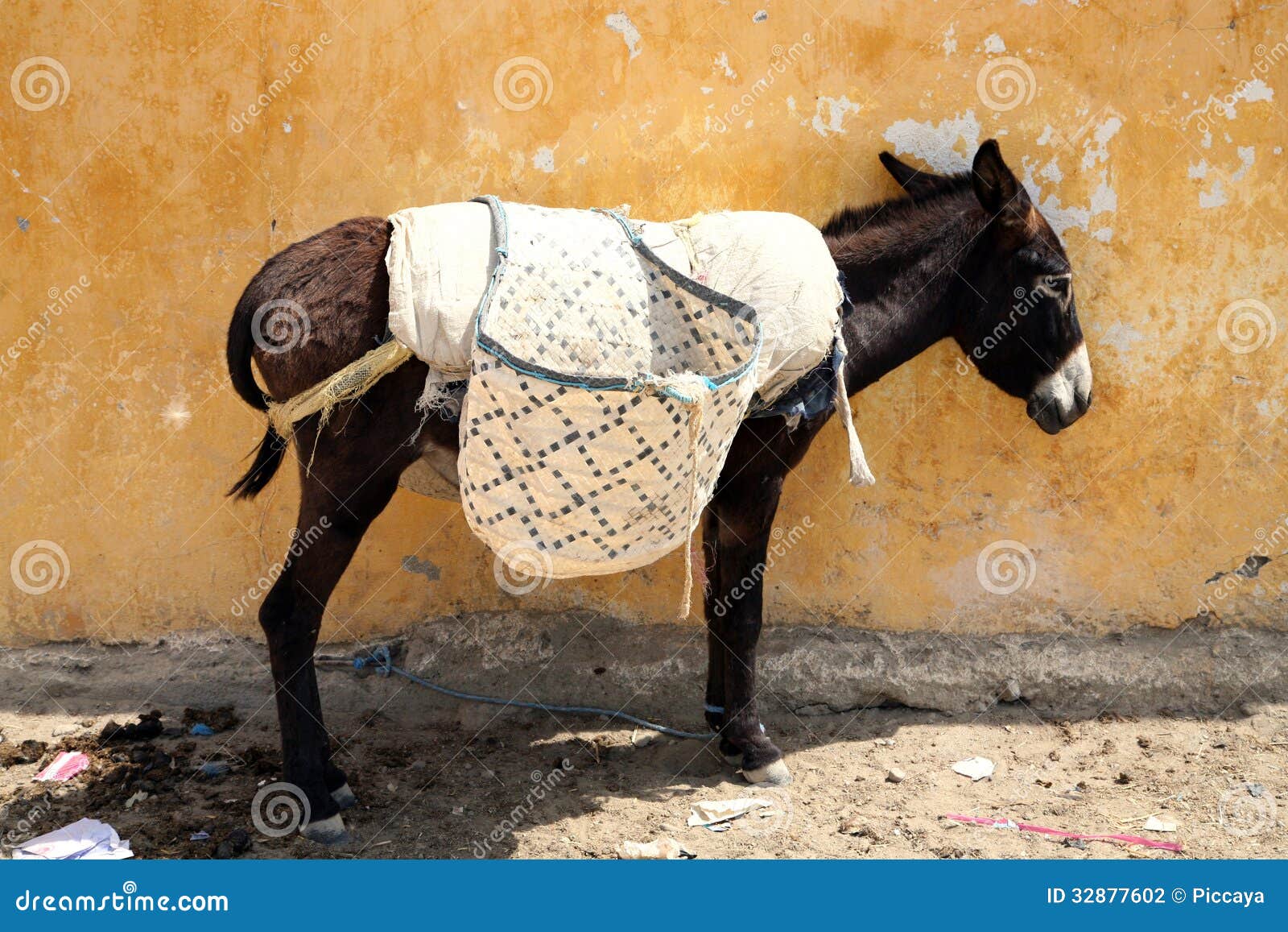 Ezel in Marokko stock foto. Image of dieren, koppig, zoogdier - 32877602