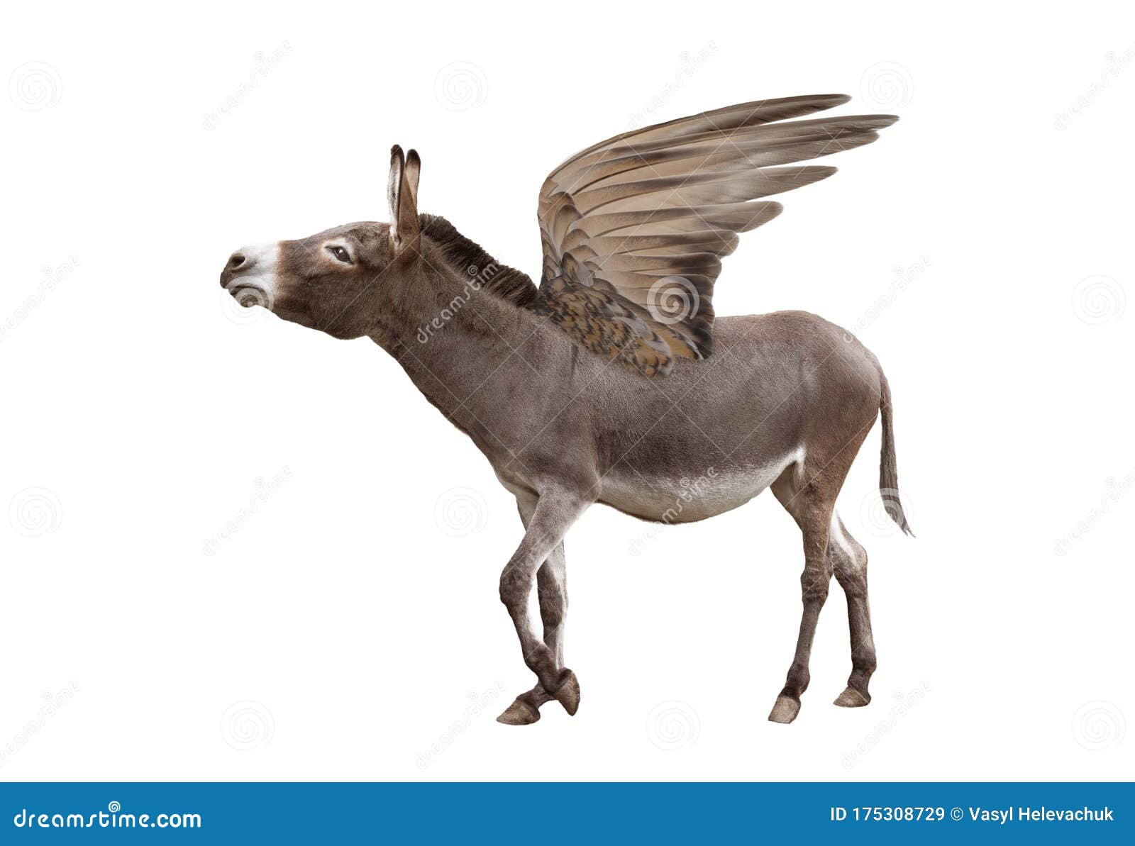 Ezel Met Vleugels Geïsoleerd Op Wit Stock Afbeelding - Image of gezicht ...