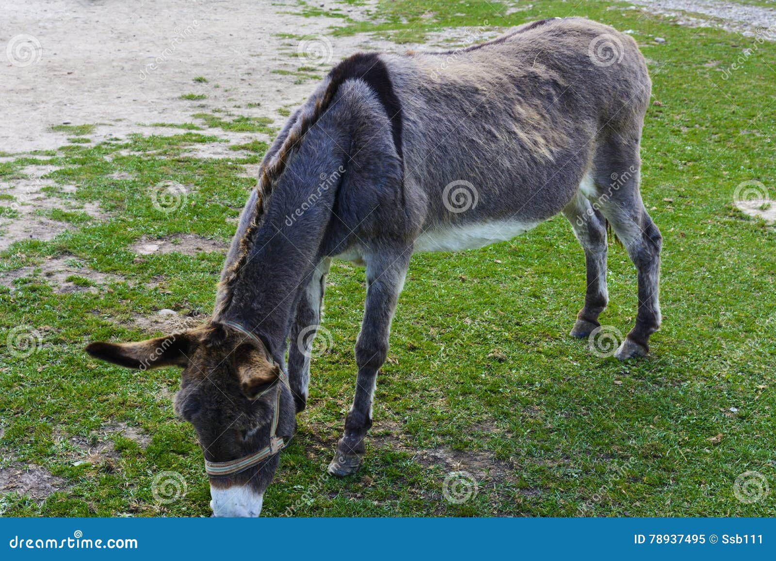 Ezel - Unassuming En Zeer Koppige Dieren Stock Afbeelding - Image of ...